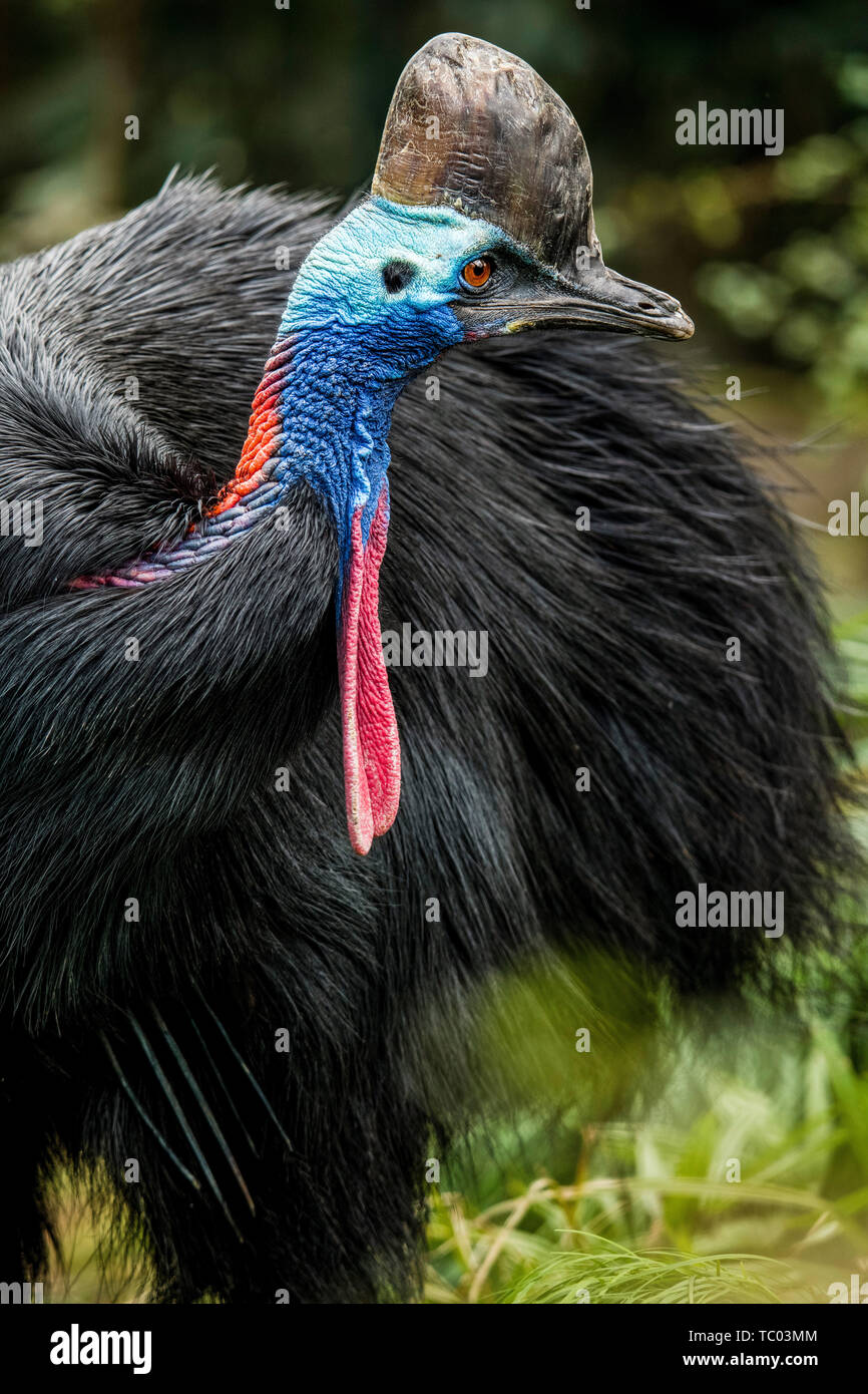 Crane camel (turkey Stock Photo - Alamy