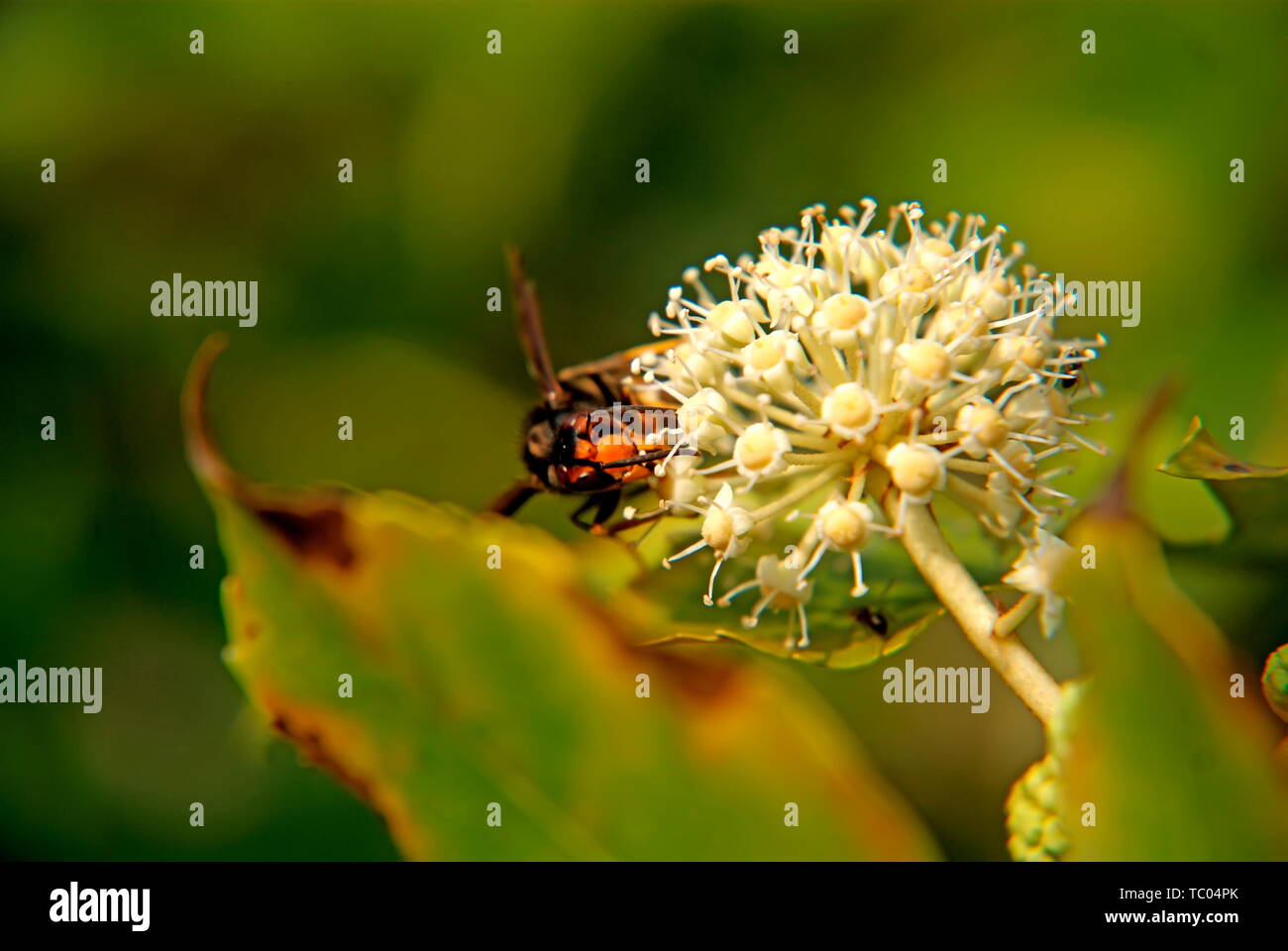 Insects no one has no crest vertebrates hi-res stock photography and ...