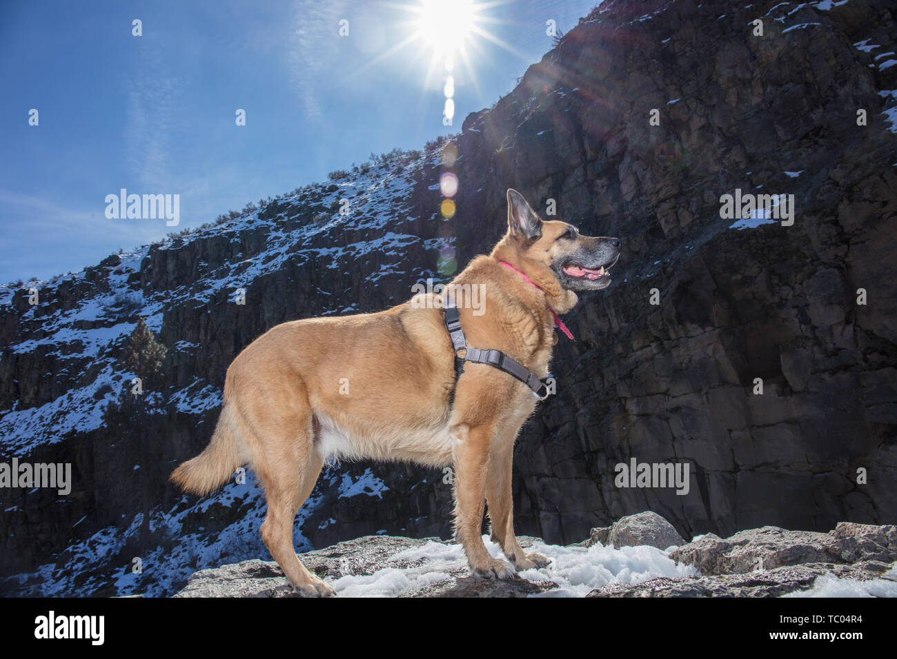 German shepherd in the wild Stock Photo - Alamy