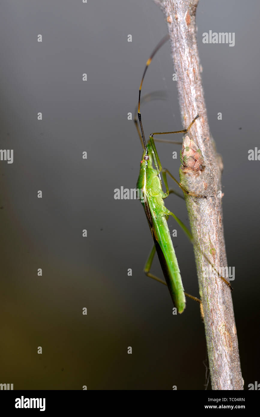 Middle rice edge bug Stock Photo - Alamy