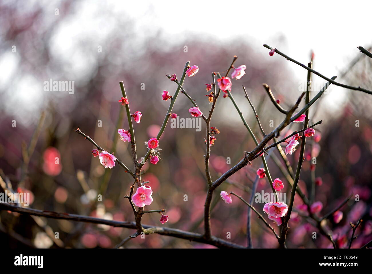 Pink spring plum blossom Stock Photo - Alamy