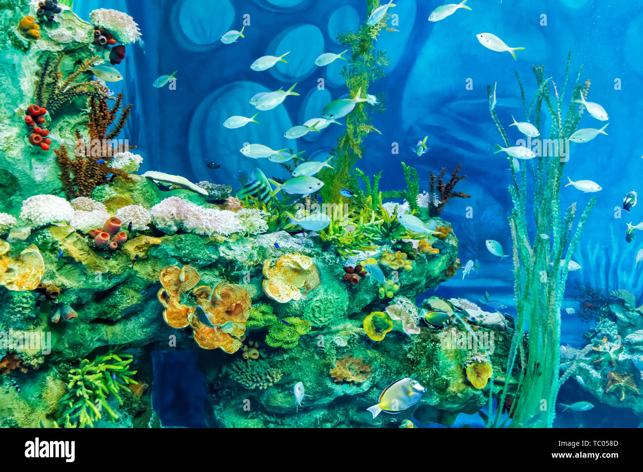 Shanghai Haichang Ocean Park Coral Stock Photo - Alamy