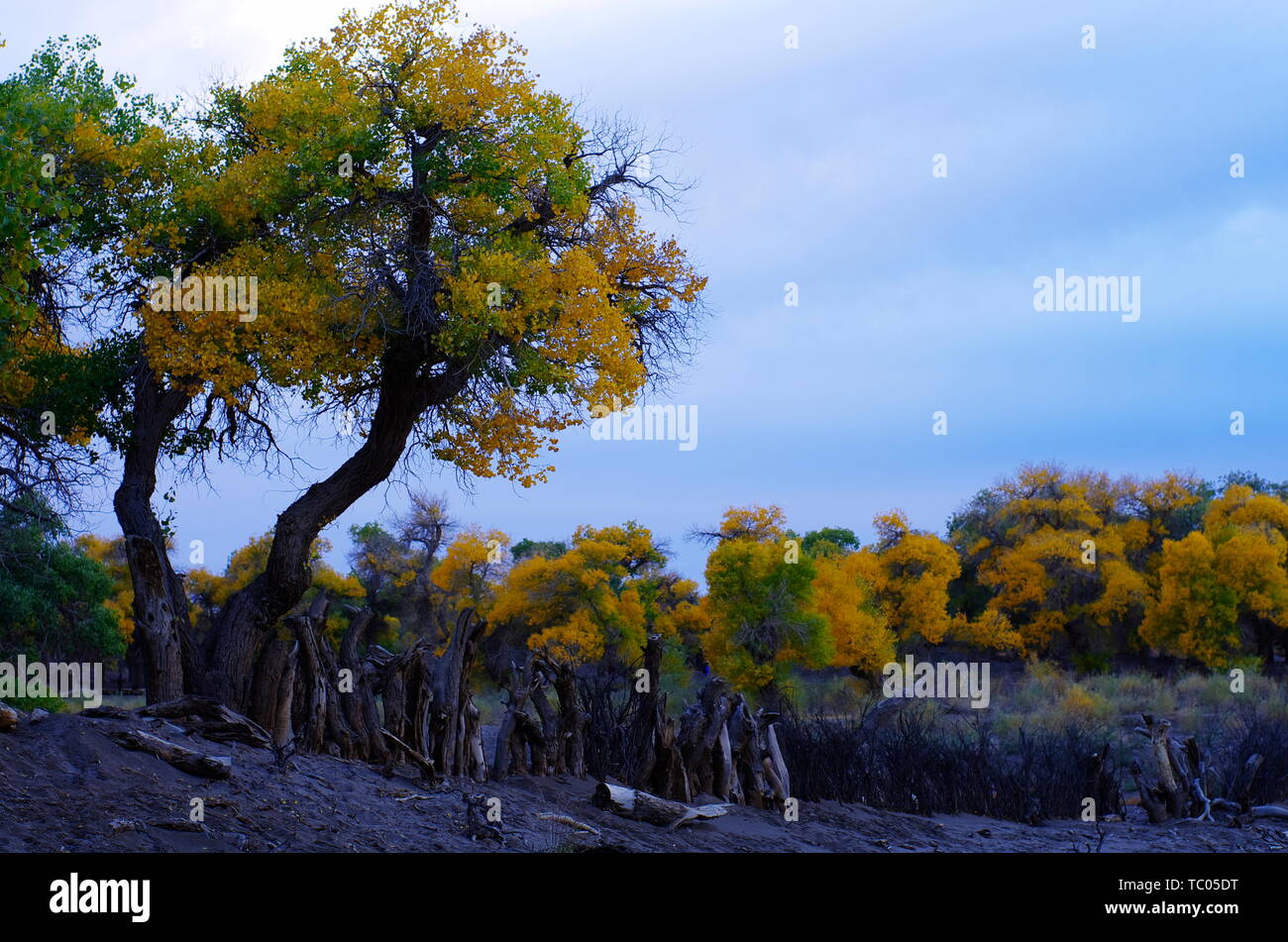 Hu poplar forest in Ejina, Inner Mongolia Stock Photo - Alamy