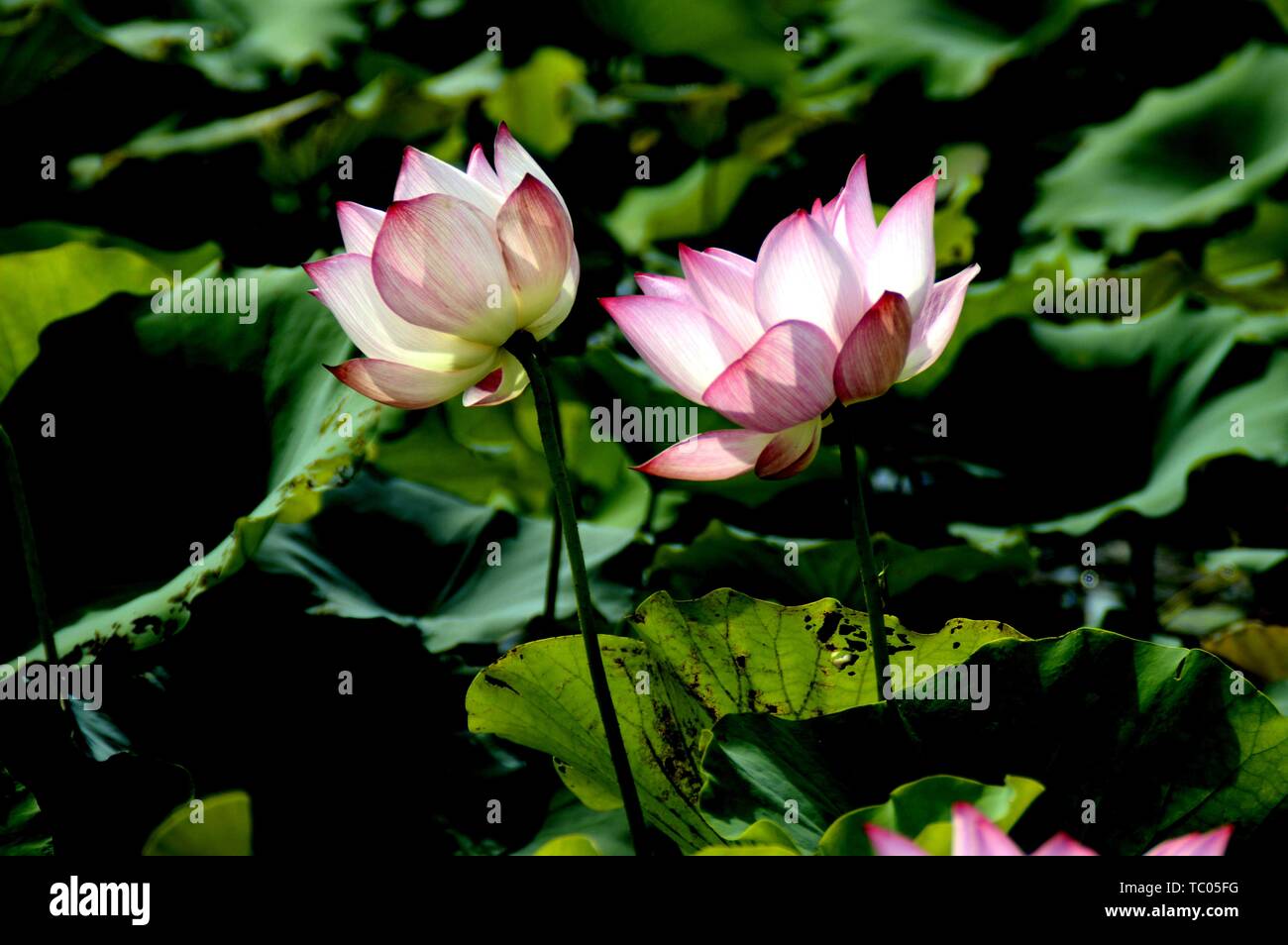 Pond, lotus, flower, plant, leaf, aquatic plant, bloom, garden, nature ...