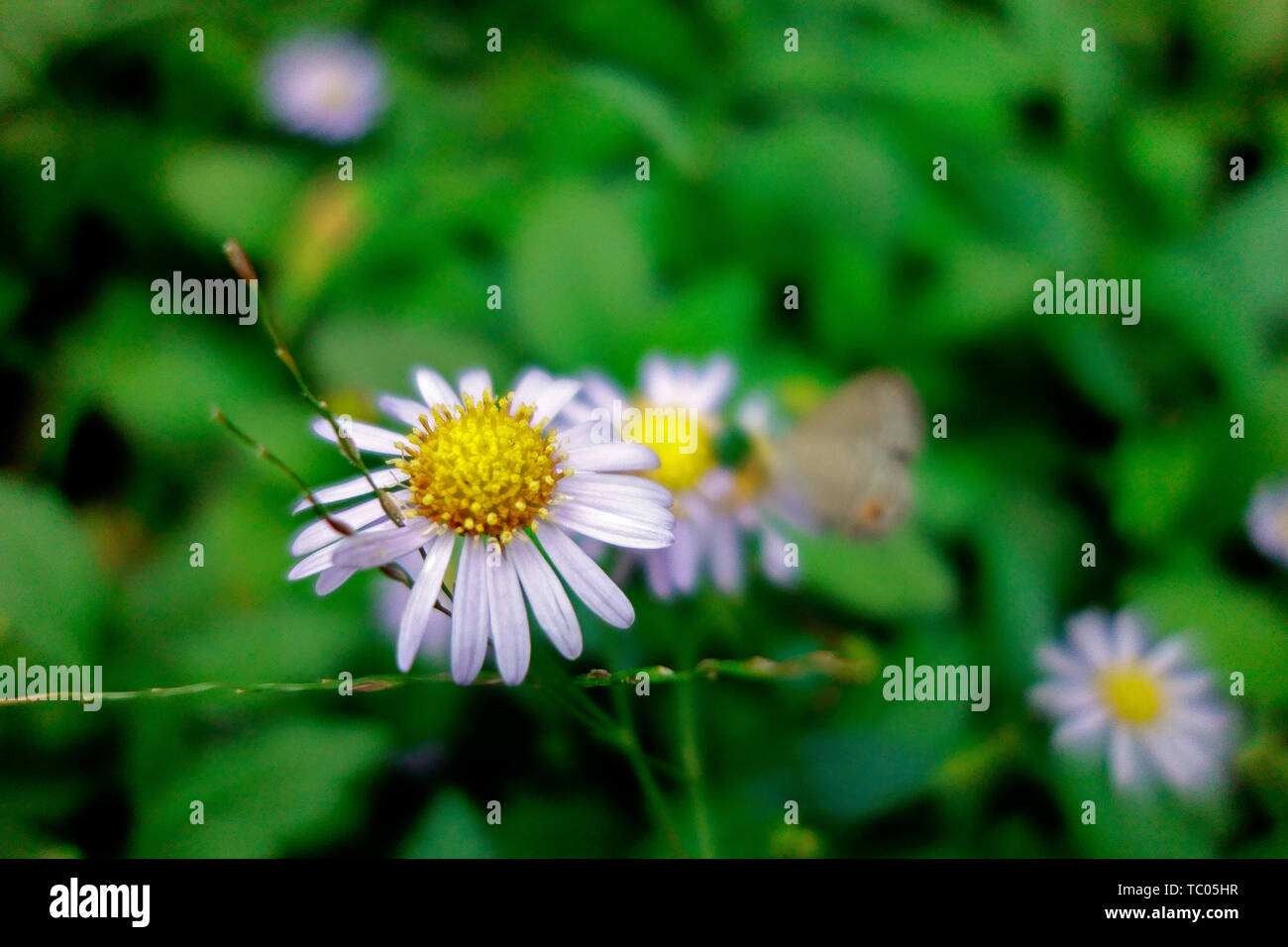 Gova hi-res stock photography and images - Alamy