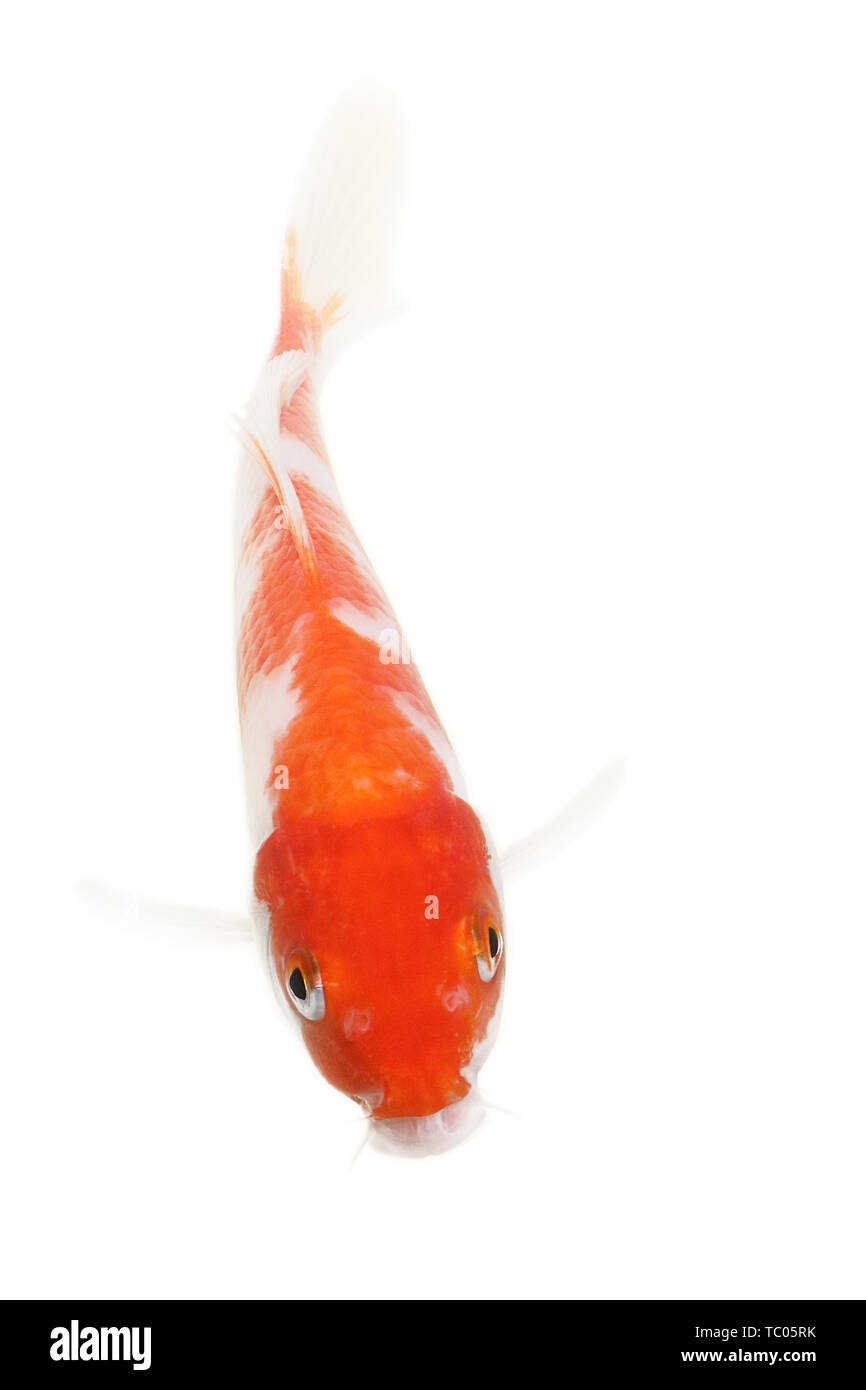 Koi in white background swimming with teeth and claws Stock Photo - Alamy