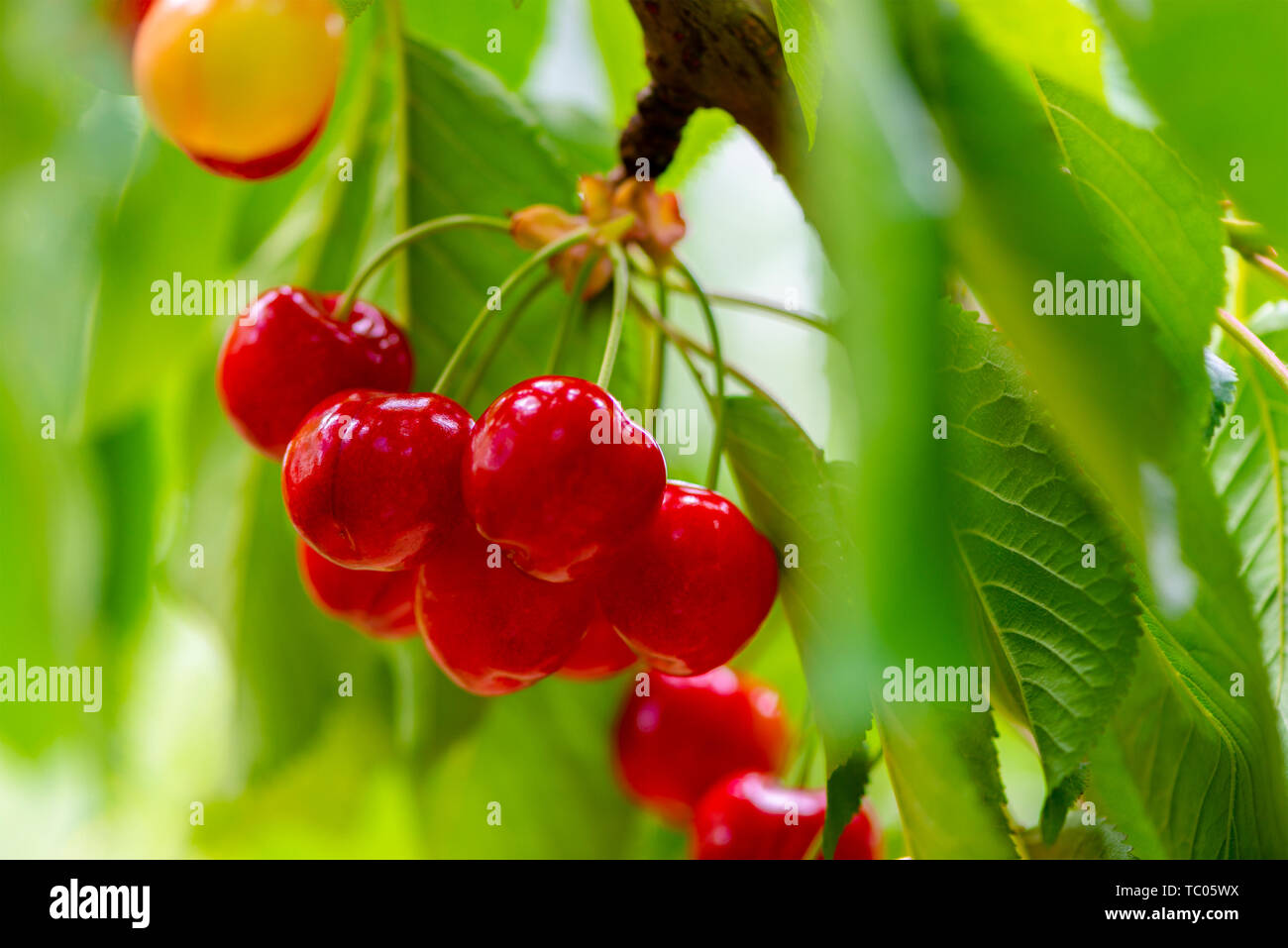 Grazing desserts hi-res stock photography and images - Alamy
