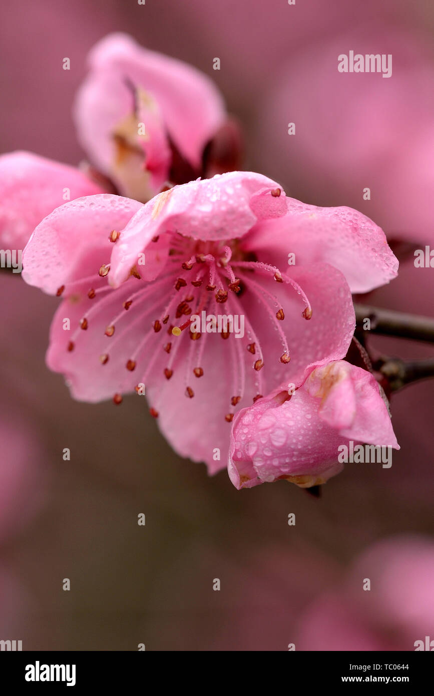 Blue peach flower Stock Photo - Alamy