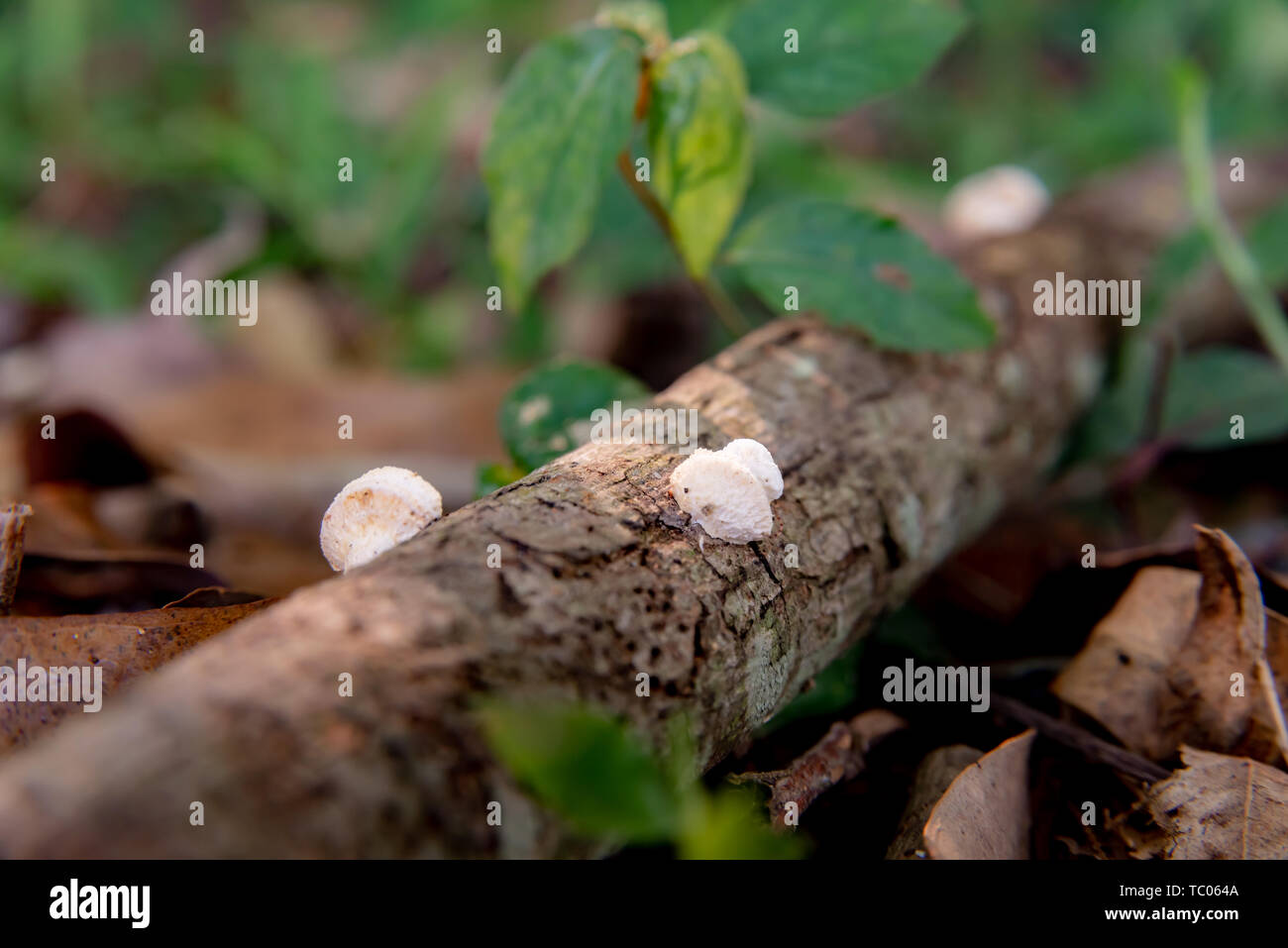 Spring spring rain stings spring equinox wild mushroom insect dew close ...