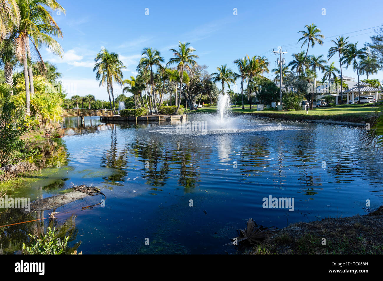 Lake surrounded by coconut palm trees inside the South Seas Island ...
