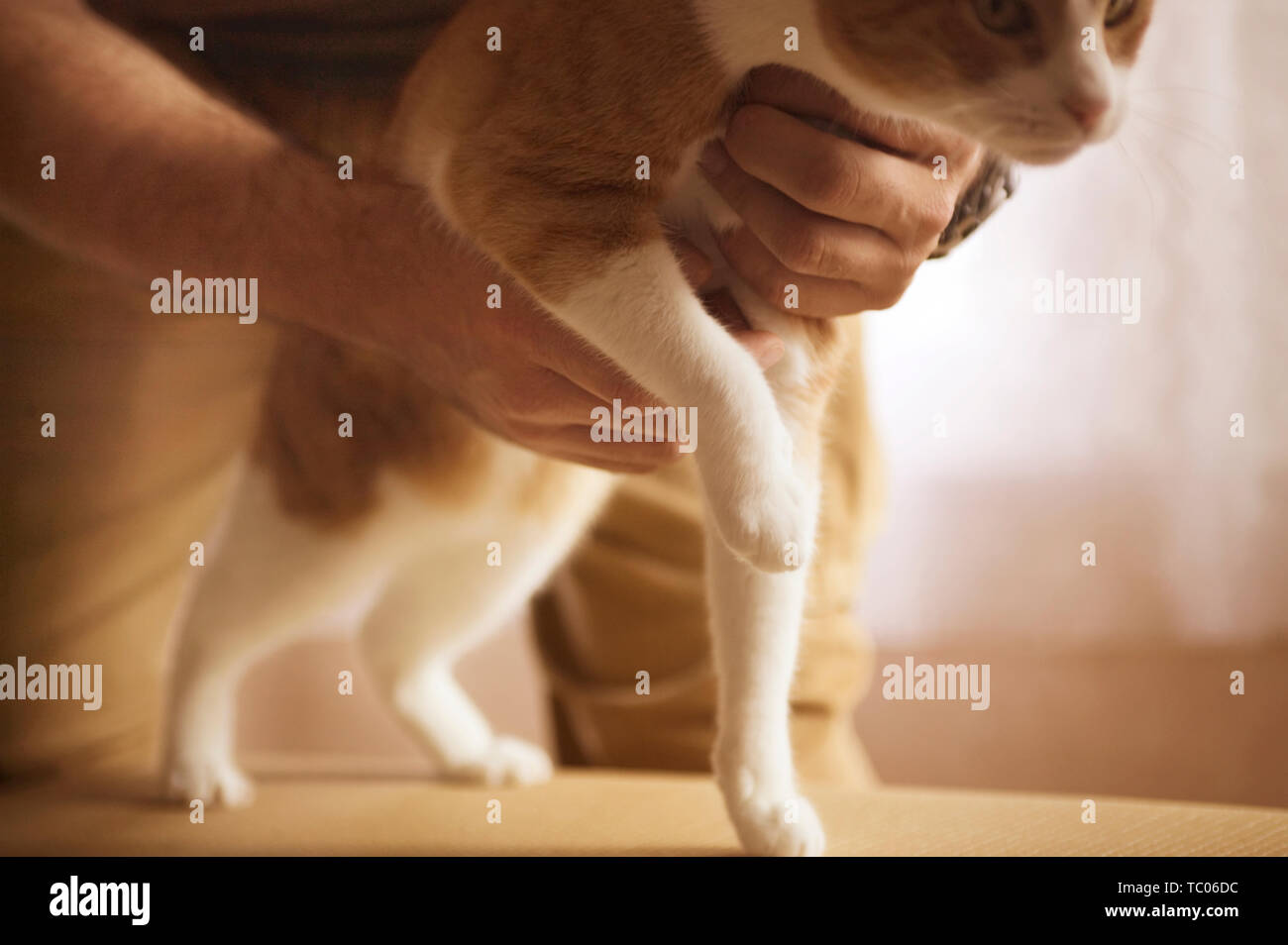 cat tries to escape owners grasp Stock Photo - Alamy