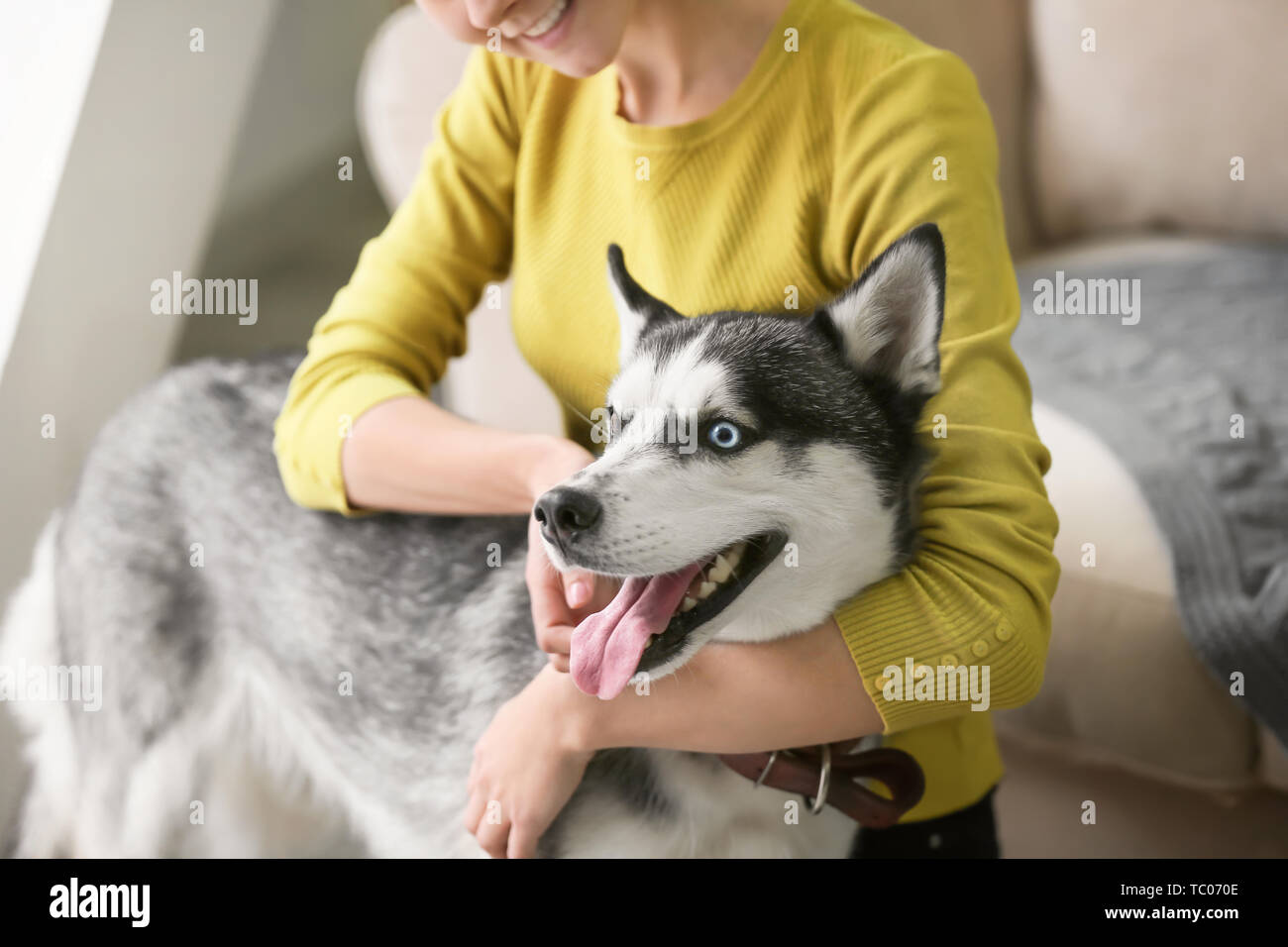 Adorable Husky dog with owner at home Stock Photo - Alamy