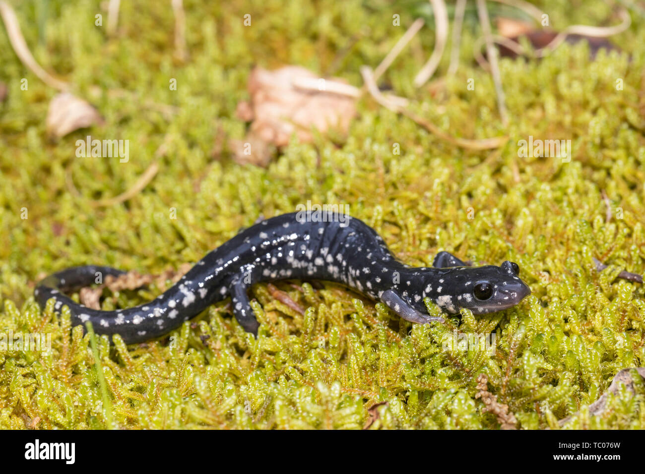 Slimy salamander - Plethodon glutinosis Stock Photo - Alamy