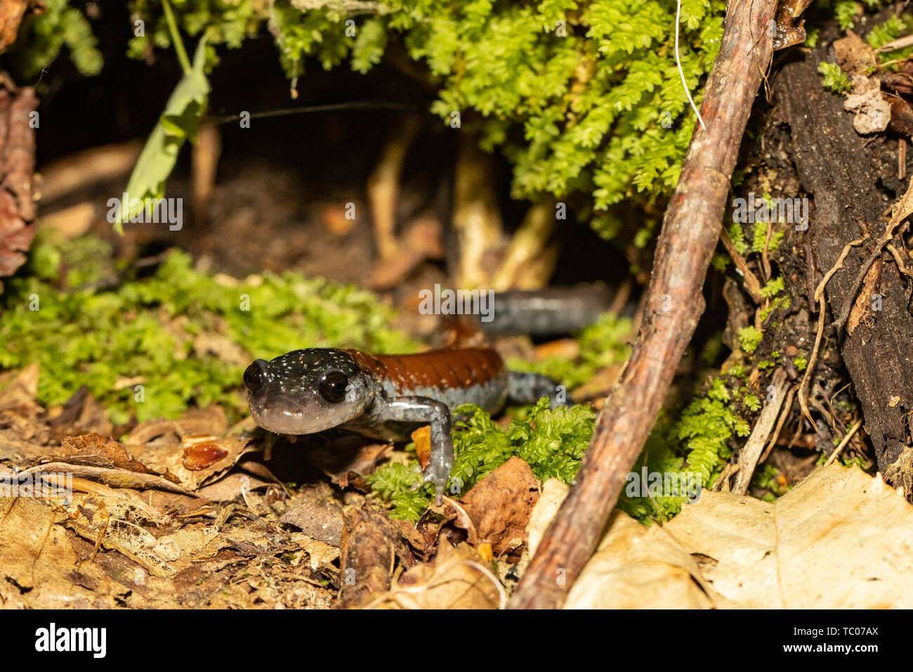 Species burrow hi-res stock photography and images - Alamy