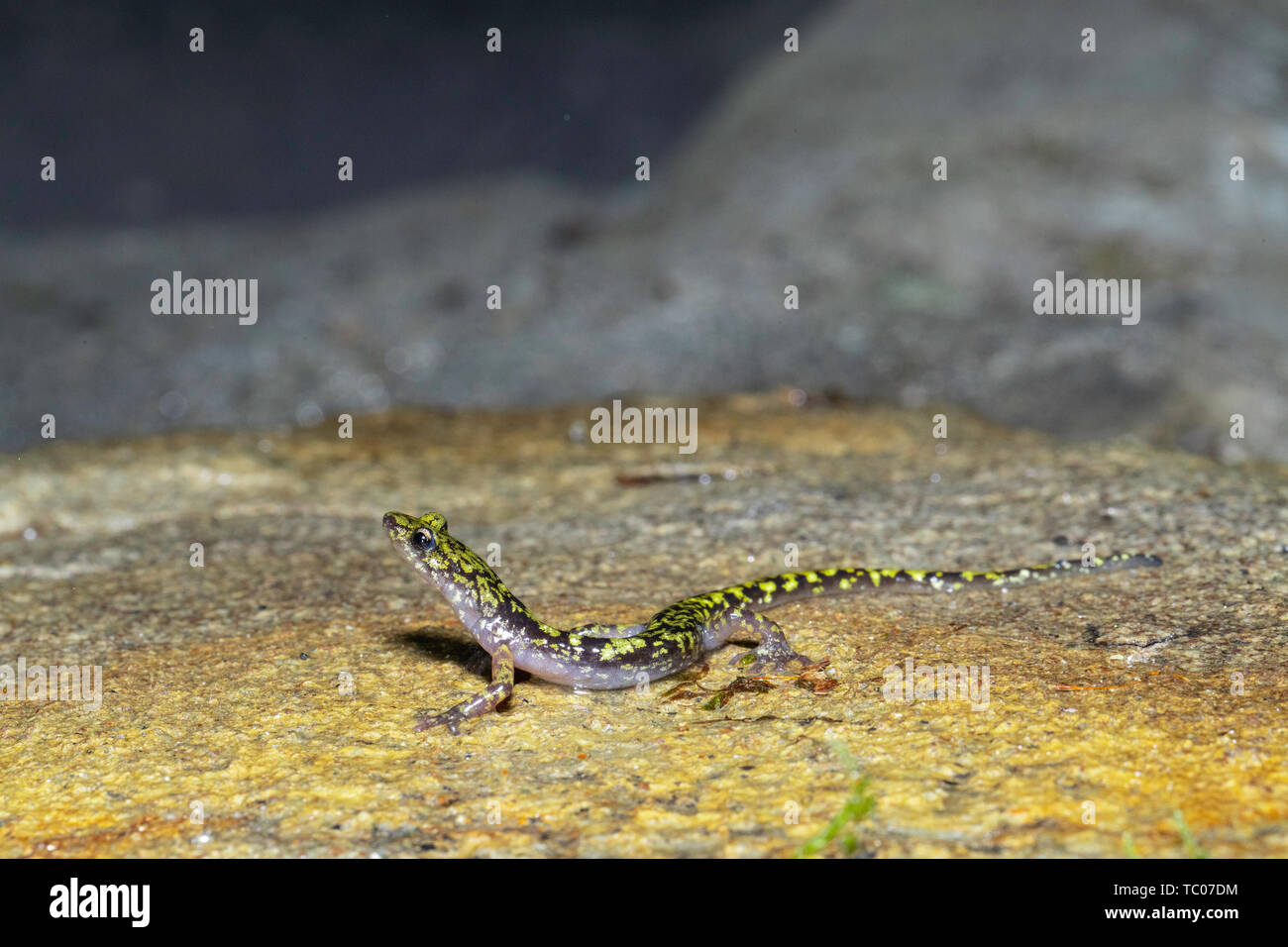 Green salamander - Aneides aeneus Stock Photo - Alamy