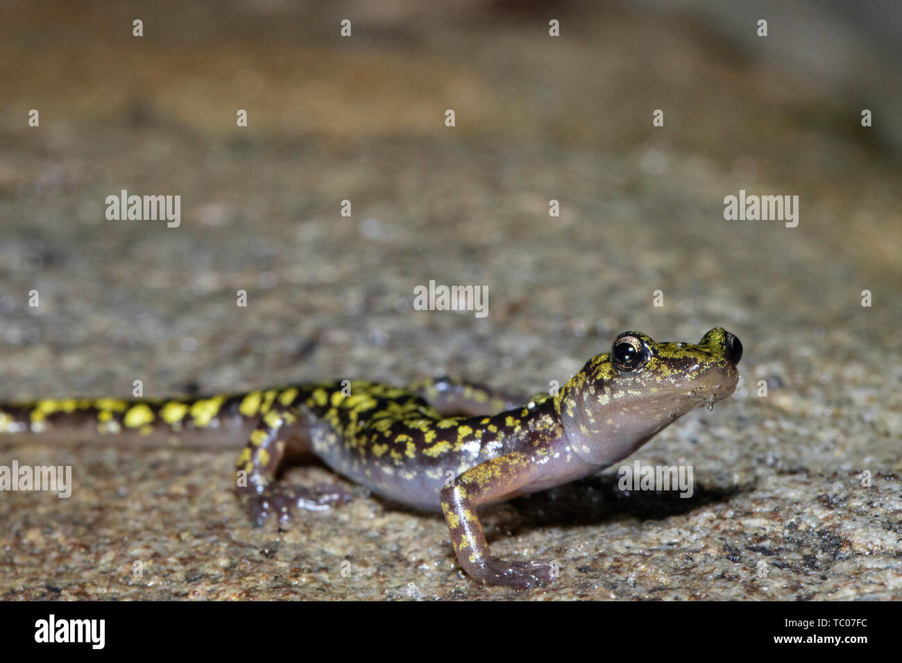 Green salamander - Aneides aeneus Stock Photo - Alamy