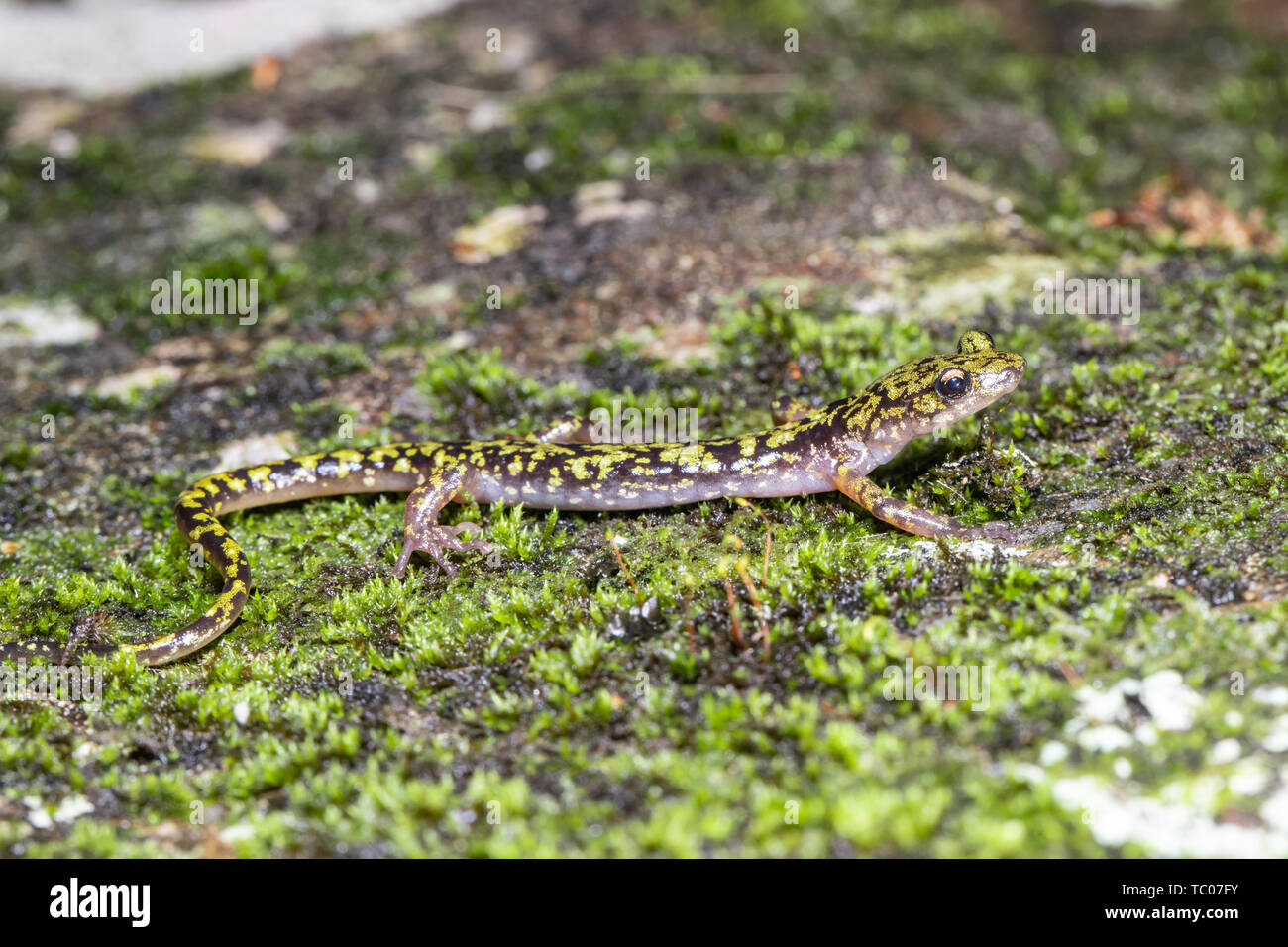 Green salamander - Aneides aeneus Stock Photo - Alamy