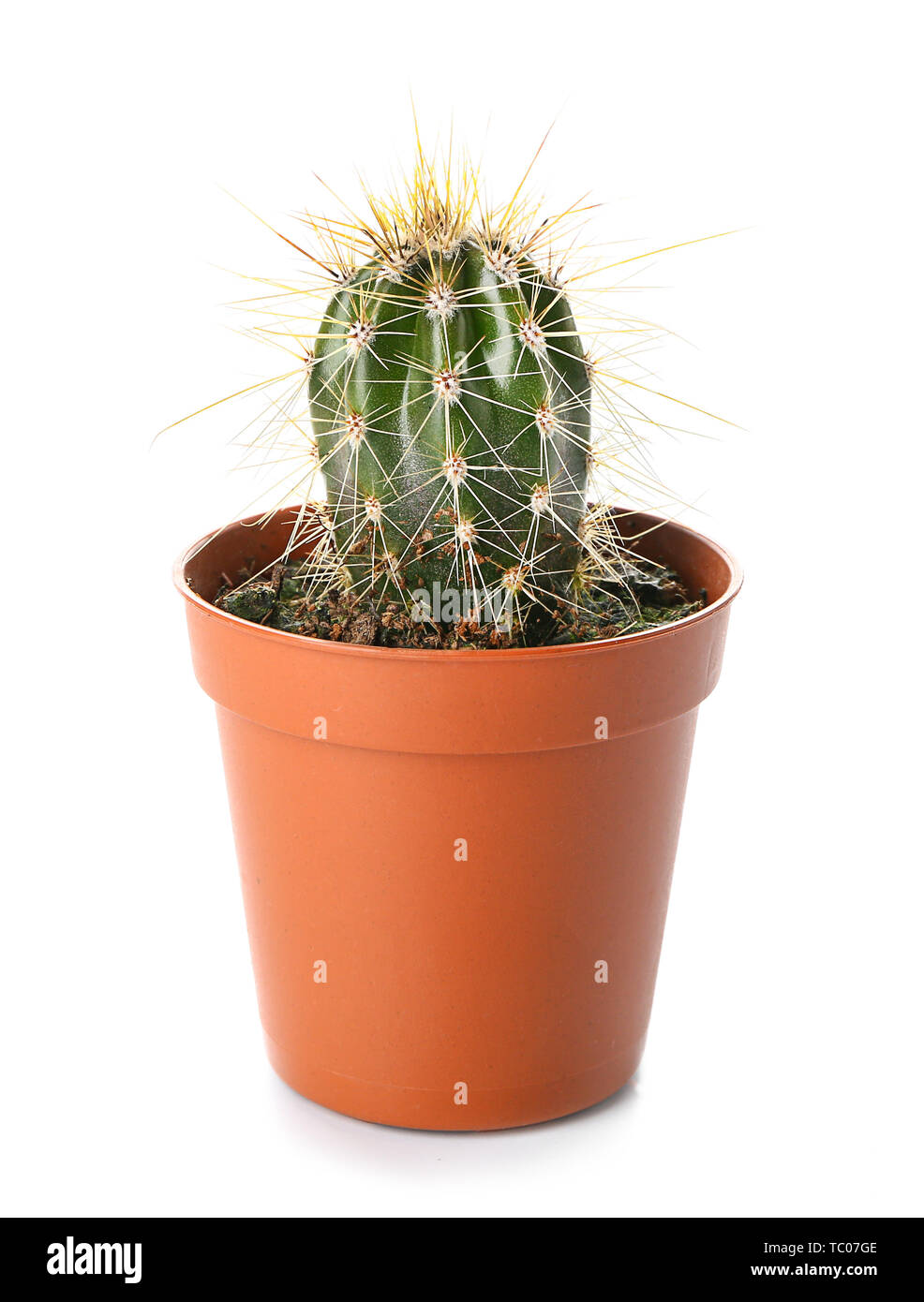 Cactus in pot on white background Stock Photo - Alamy