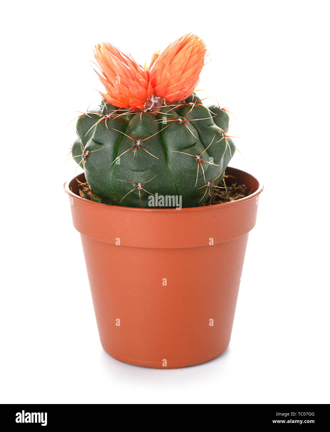 Cactus in pot on white background Stock Photo - Alamy