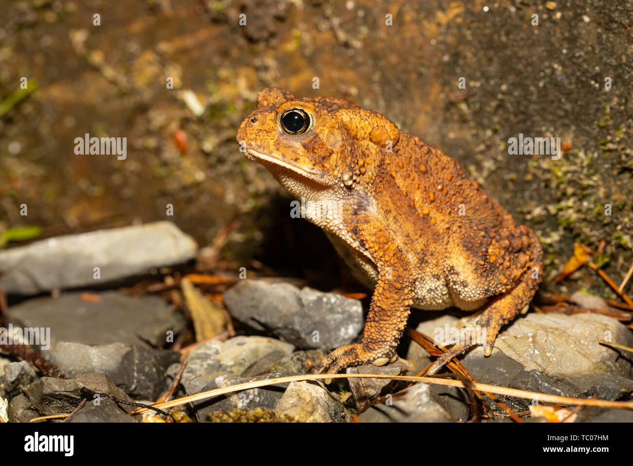 Overweight americans hi-res stock photography and images - Alamy