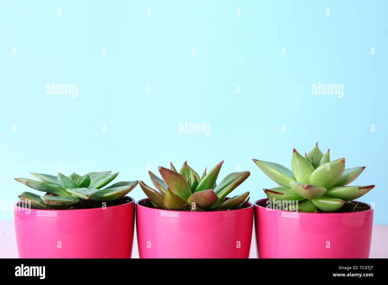 Succulents pots hi-res stock photography and images - Alamy