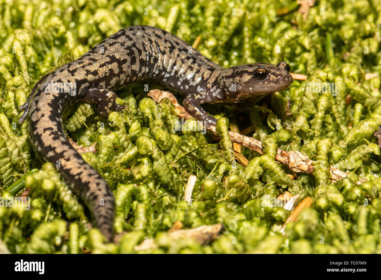Weller's salamander hi-res stock photography and images - Alamy