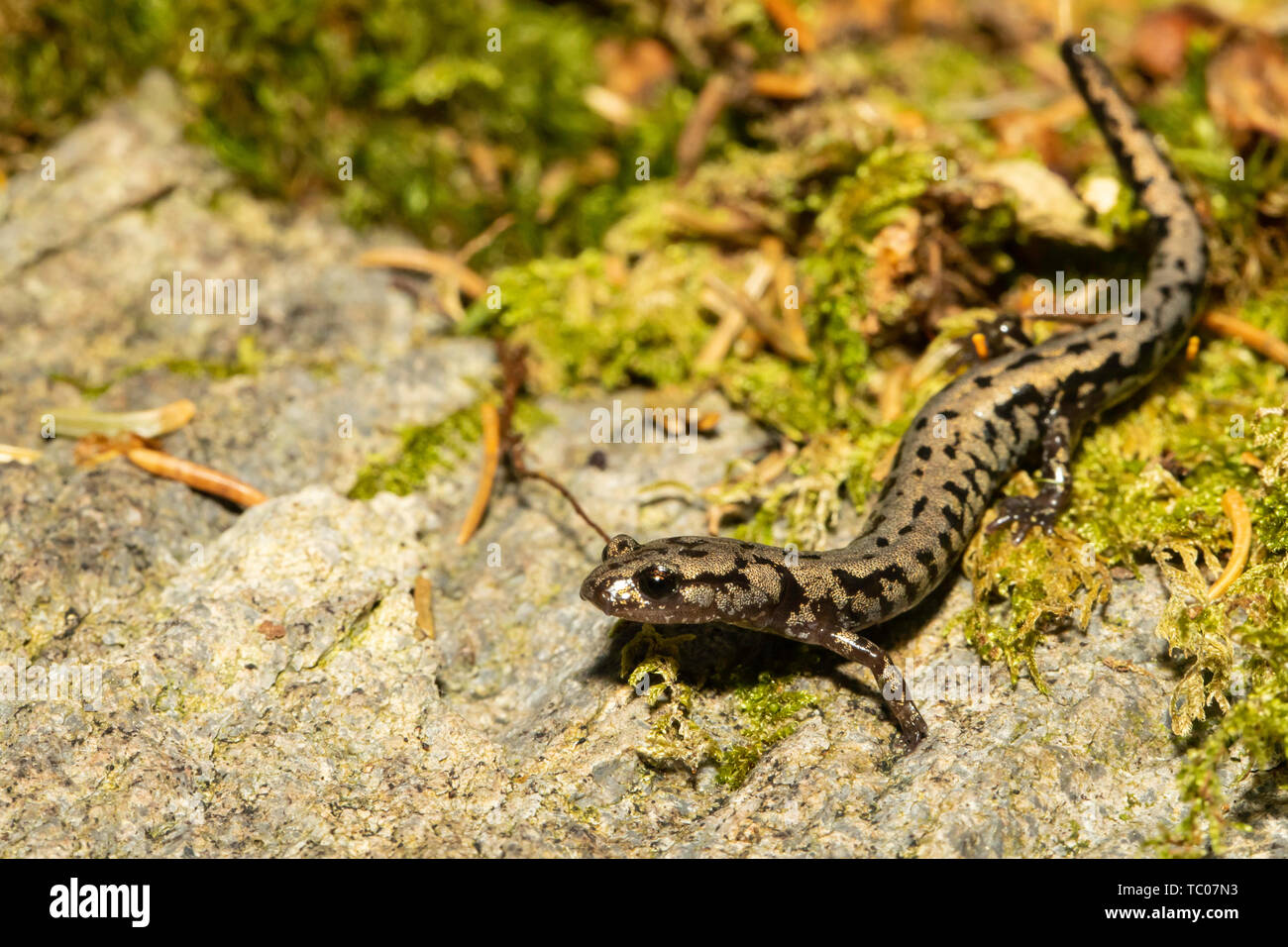 Weller's salamander hi-res stock photography and images - Alamy
