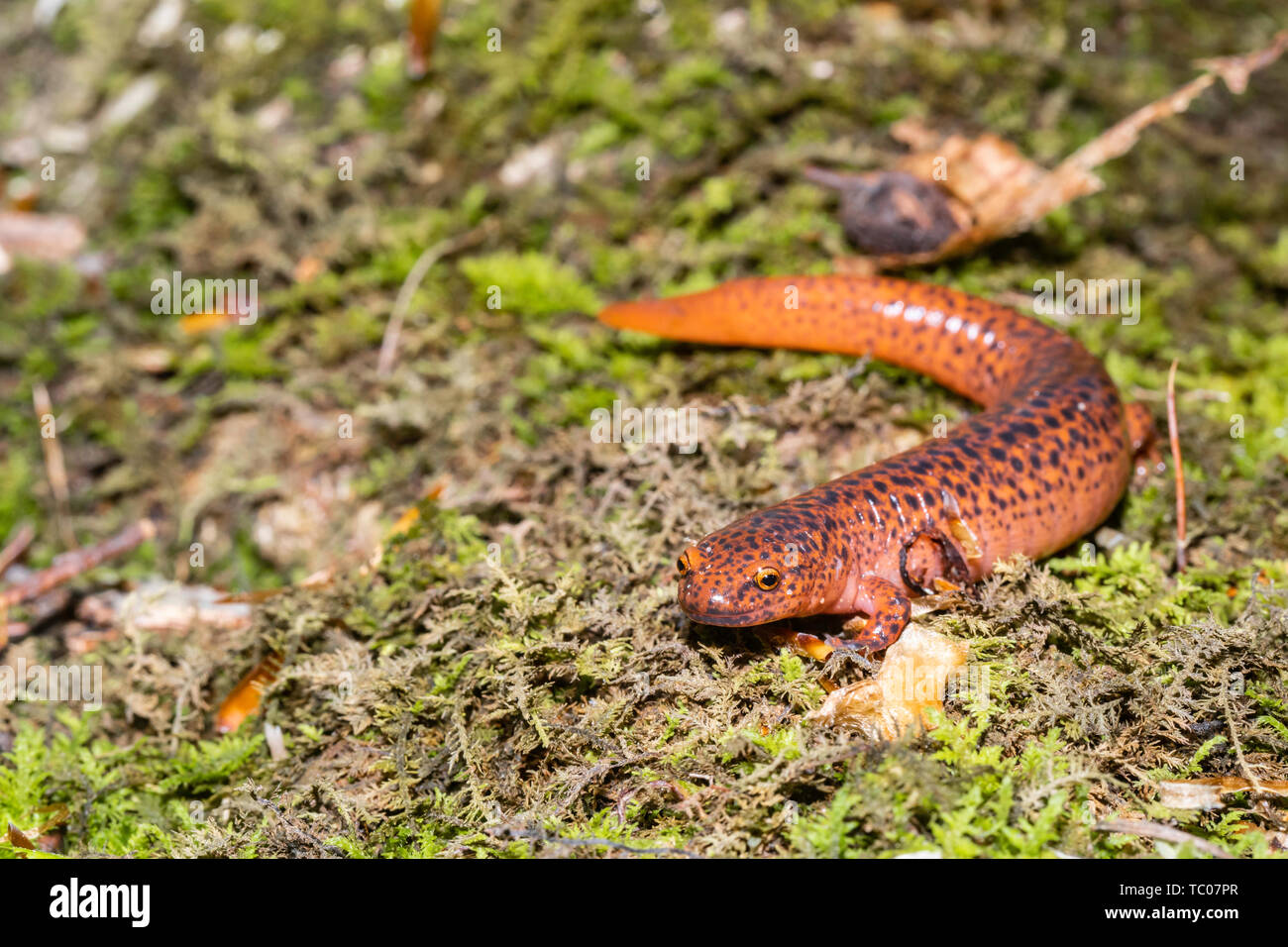 Northern Red Salamander - Pseudotriton ruber Stock Photo - Alamy