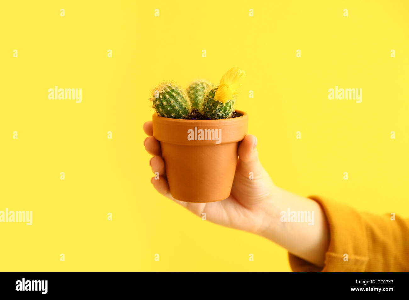 Female hand holding pot hi-res stock photography and images - Alamy