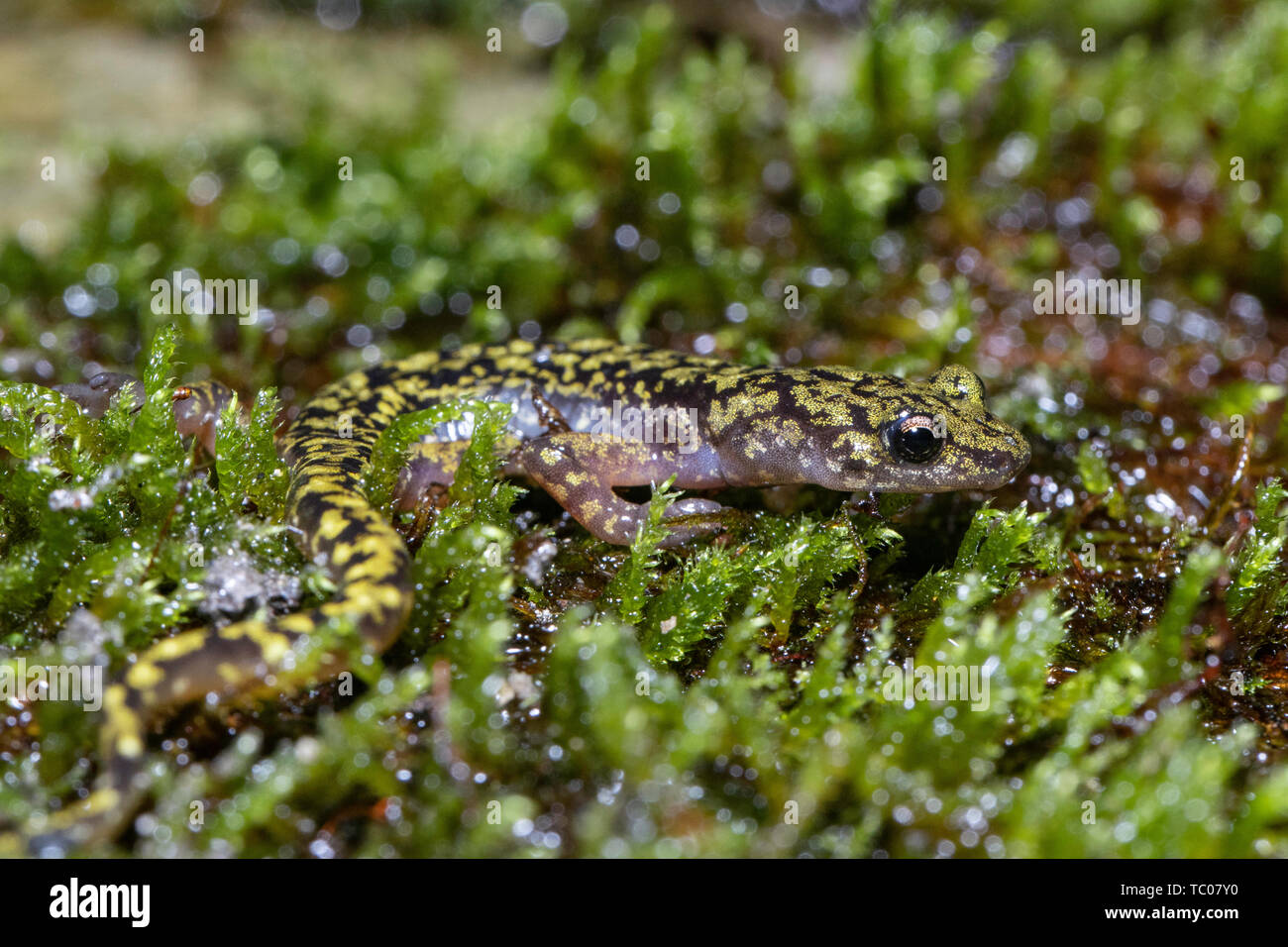 Green salamander - Aneides aeneus Stock Photo - Alamy
