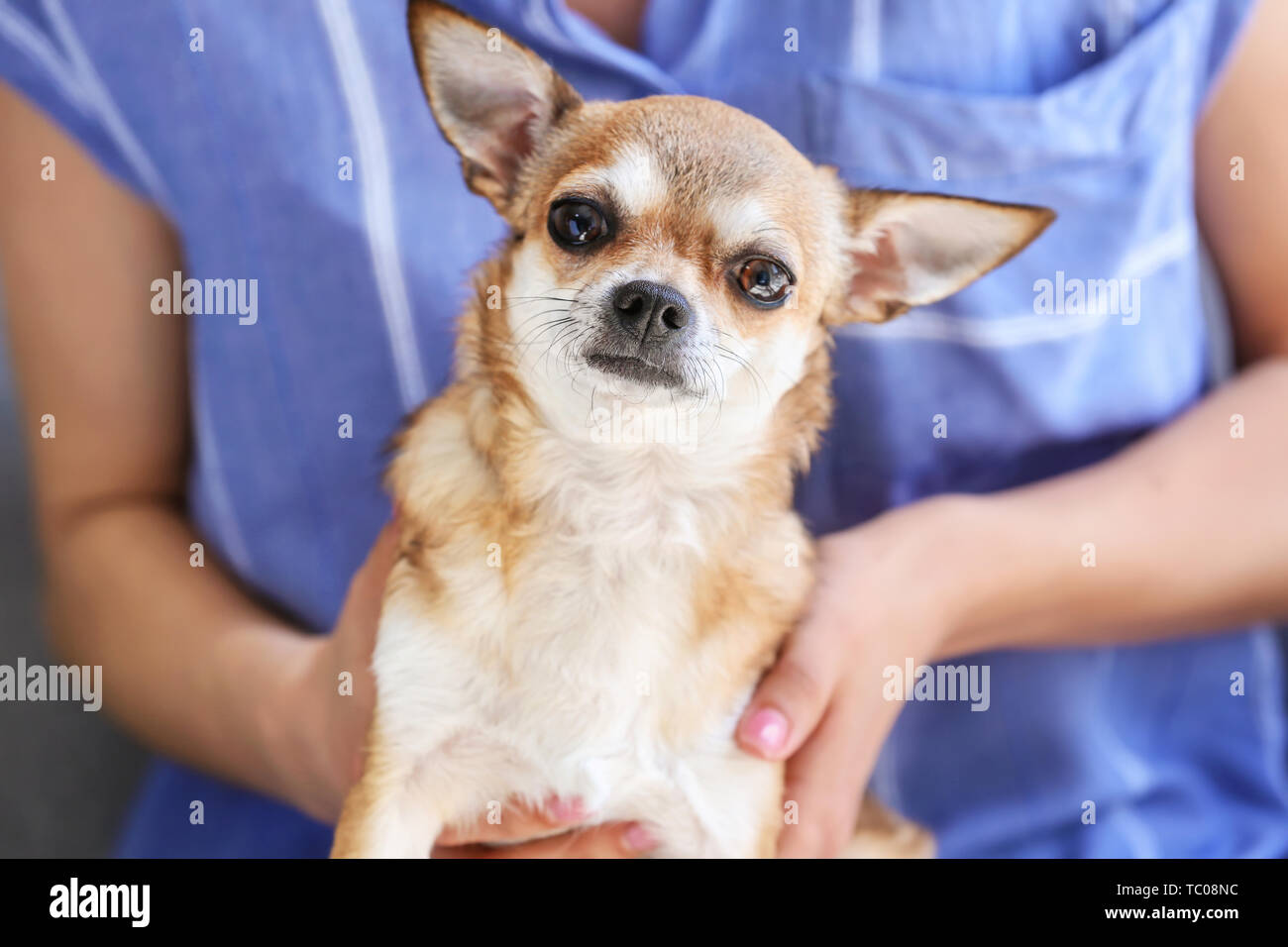 Cute chihuahua dog with owner at home Stock Photo - Alamy