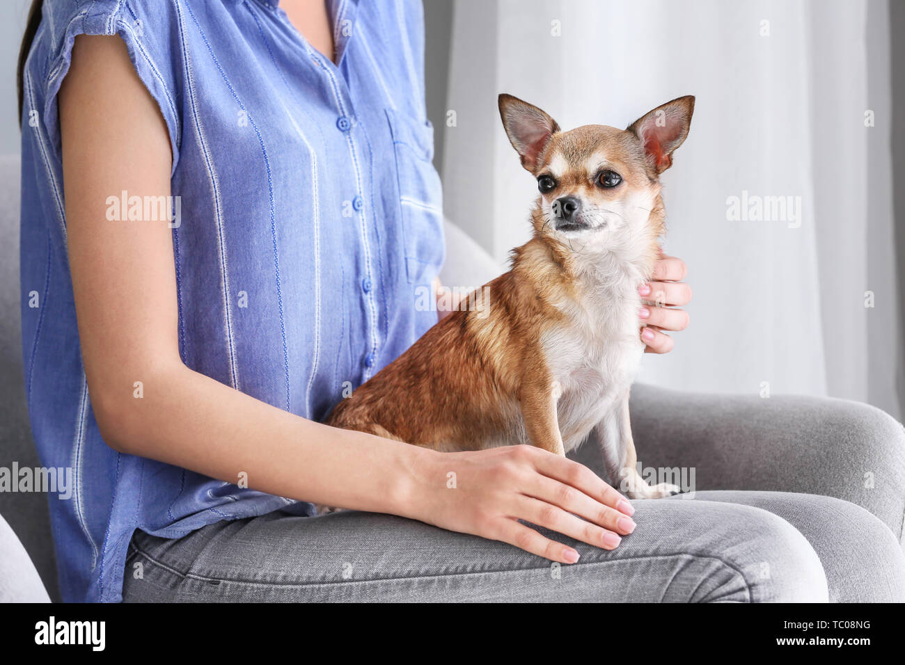 Cute chihuahua dog with owner at home Stock Photo - Alamy