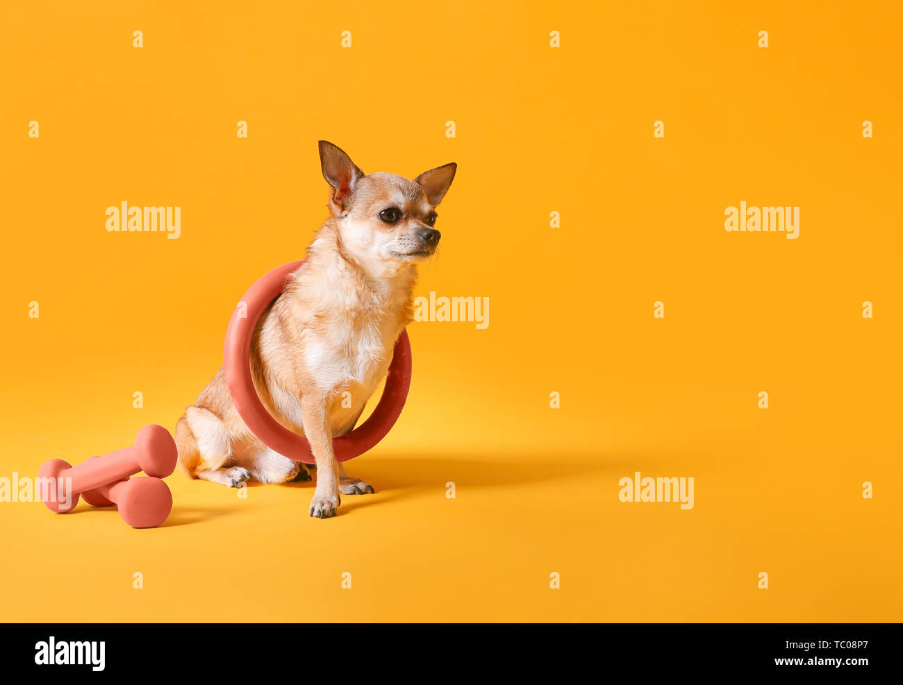 Cute chihuahua dog with hula hoop and dumbbells on color background ...