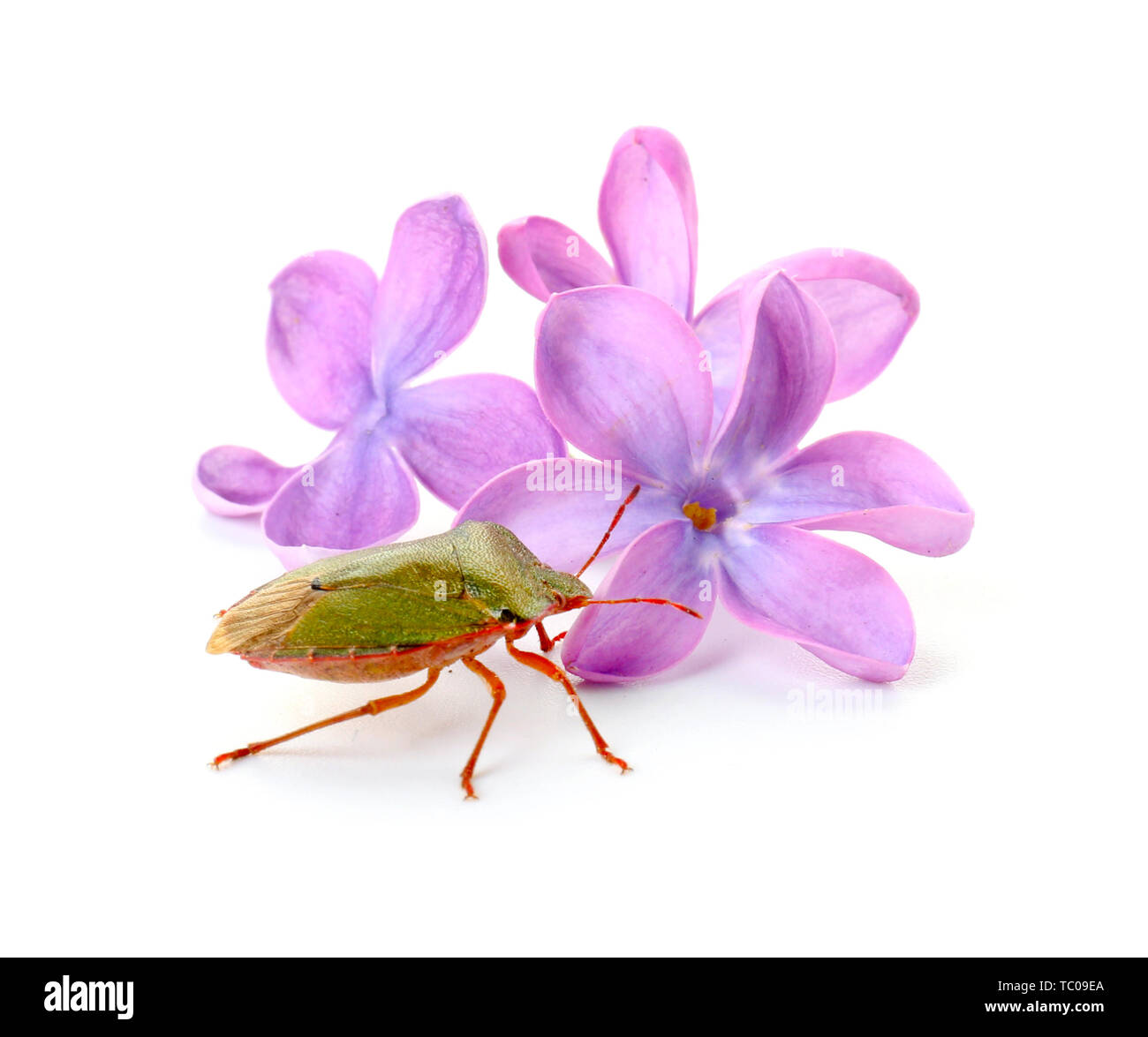 Beautiful lilac flowers and bug on white background Stock Photo - Alamy