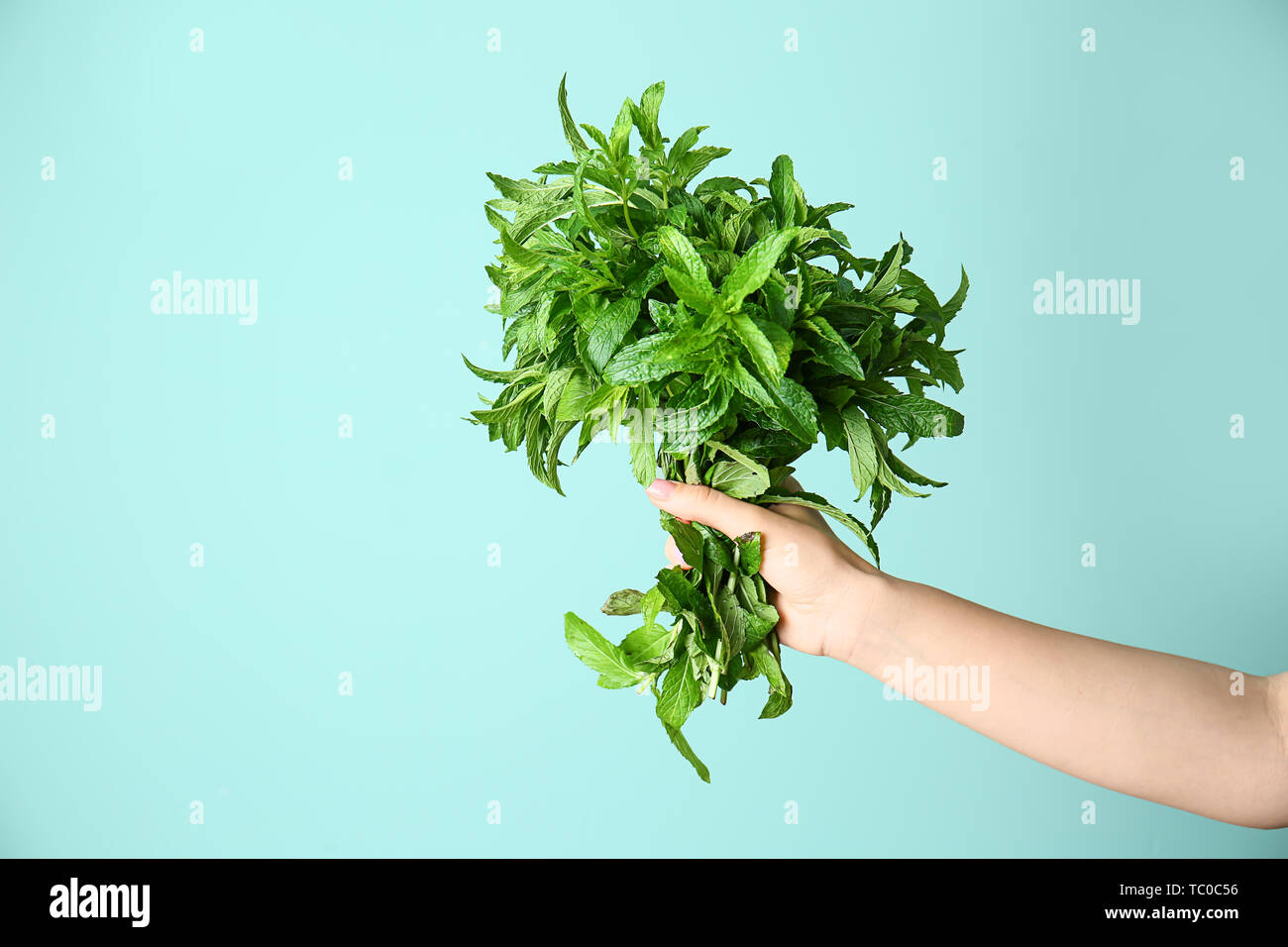 Female hand with bunch of fresh green mint on color background Stock ...