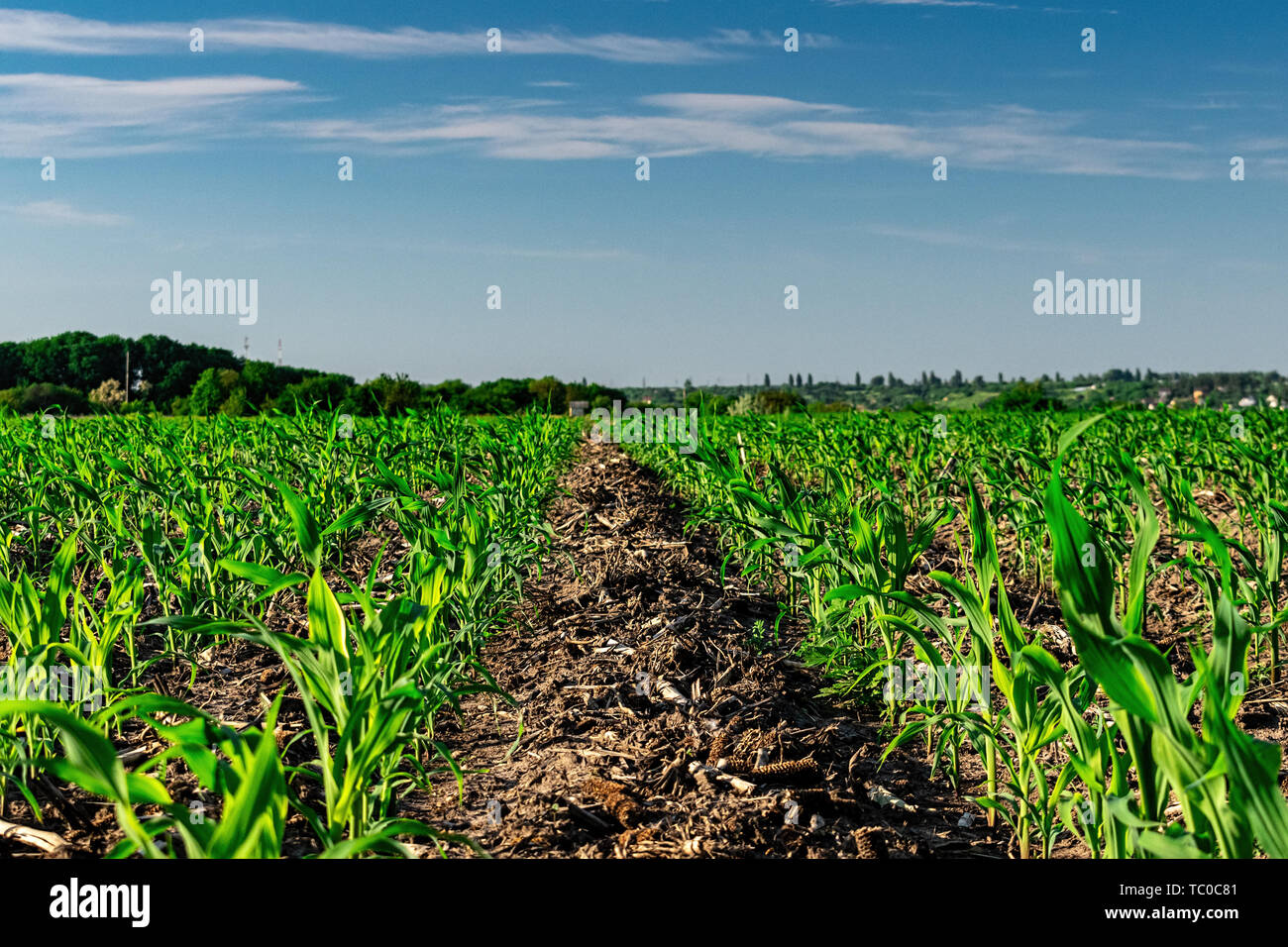 Young green corn plants in summer hi-res stock photography and images ...