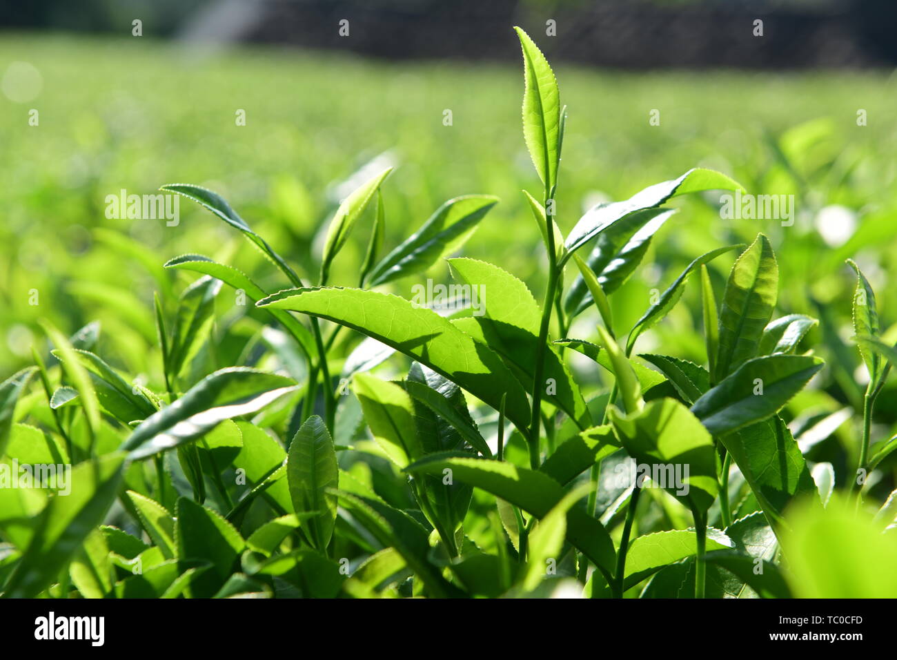 Tea Garden Tea Mountain Stock Photo - Alamy