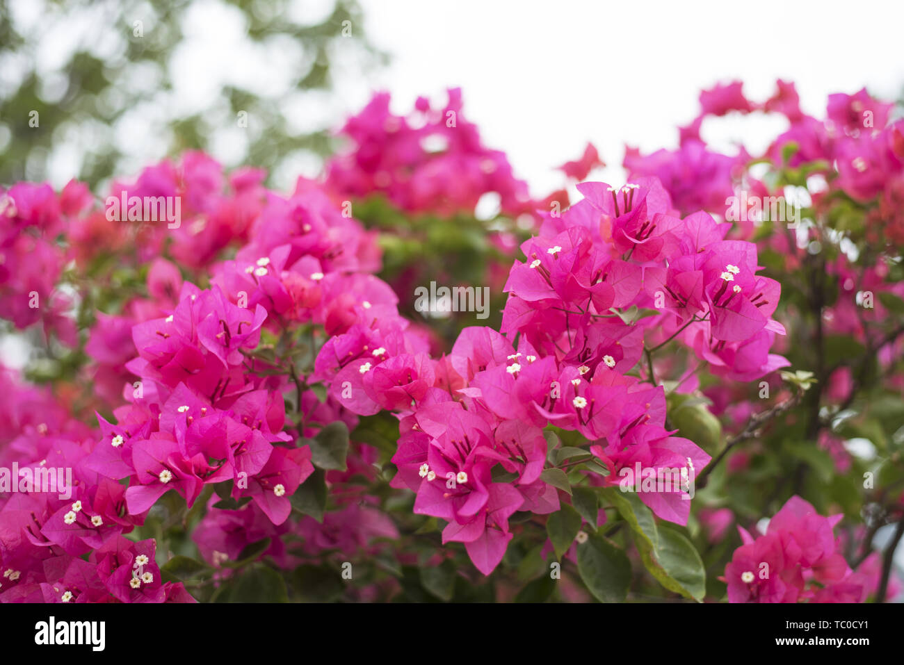 Triangular plum hi-res stock photography and images - Alamy