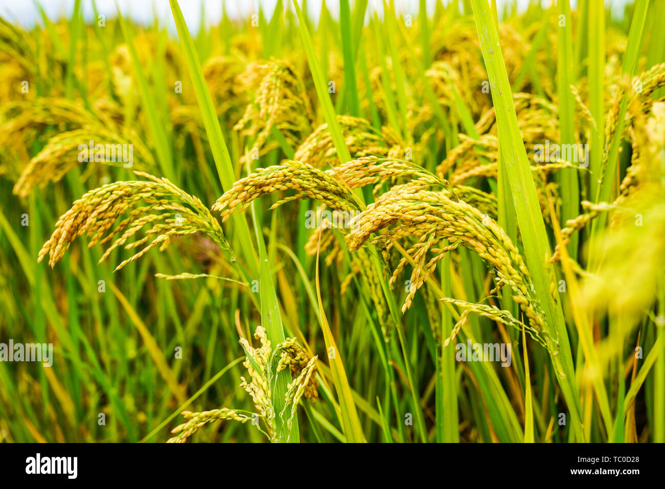 Harvesting rice, rice, rice, grain Stock Photo - Alamy