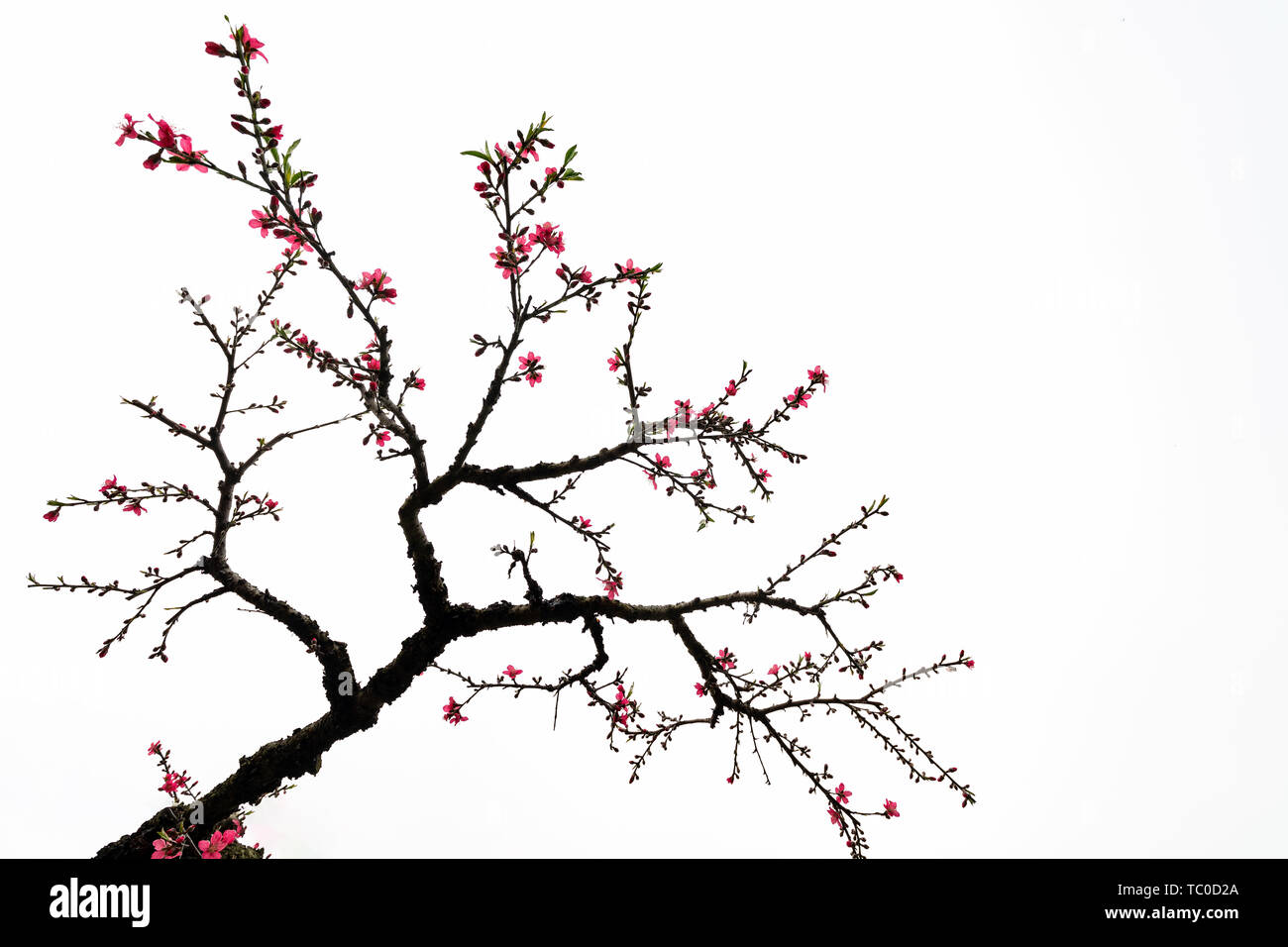 Peach flowers in bloom Cut Out Stock Images & Pictures - Alamy
