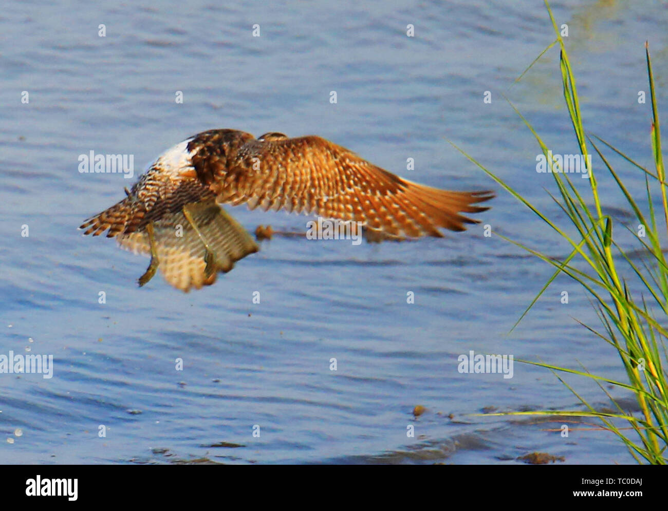 Flowers, birds, insects Stock Photo - Alamy