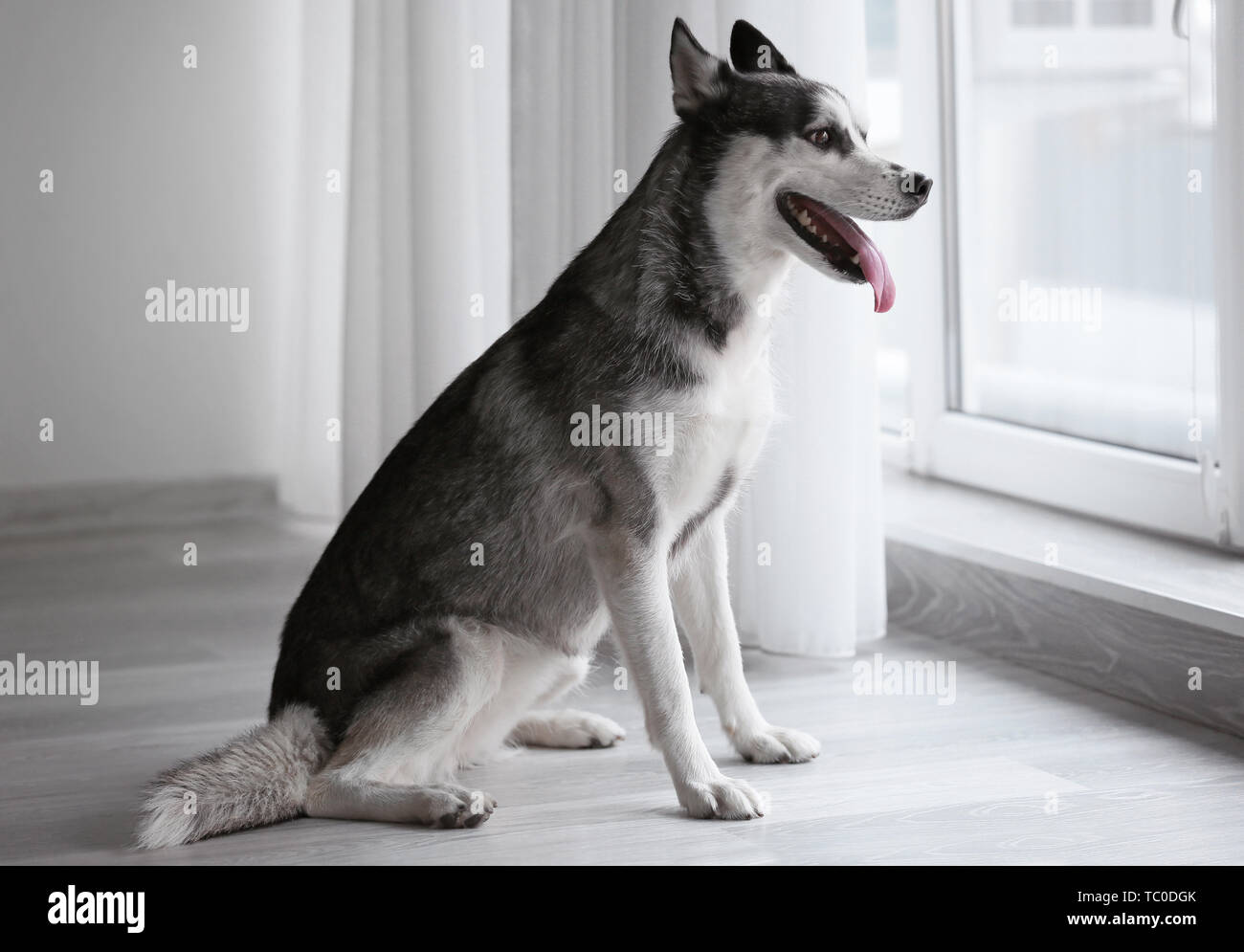 Adorable Husky dog near window at home Stock Photo - Alamy