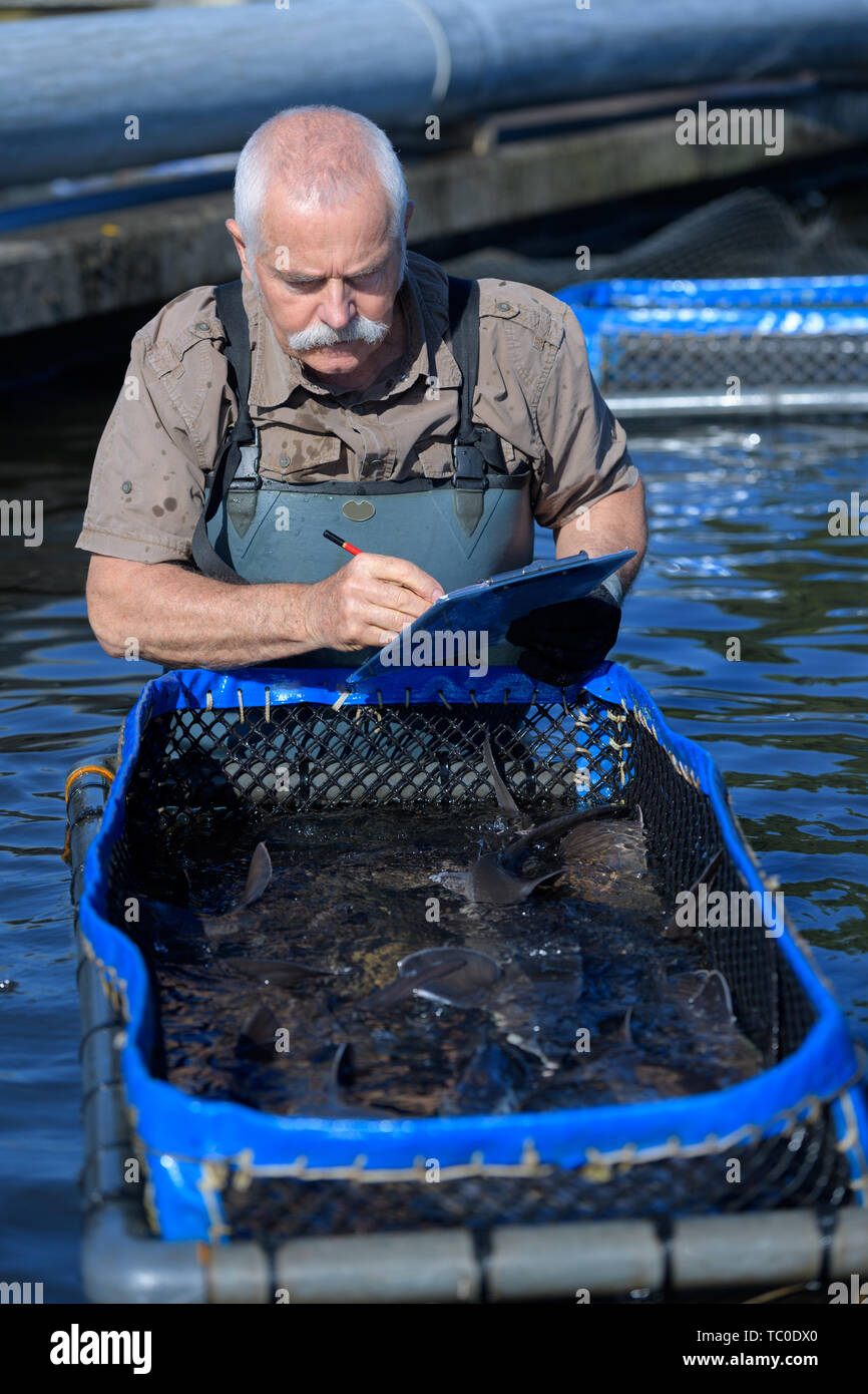 fish farmer in the water with basket of living fish Stock Photo - Alamy