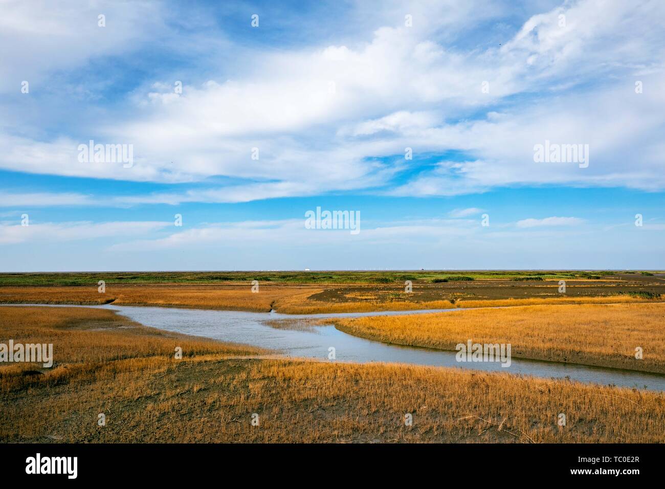 Photographed at Panjin Red Beach Stock Photo - Alamy