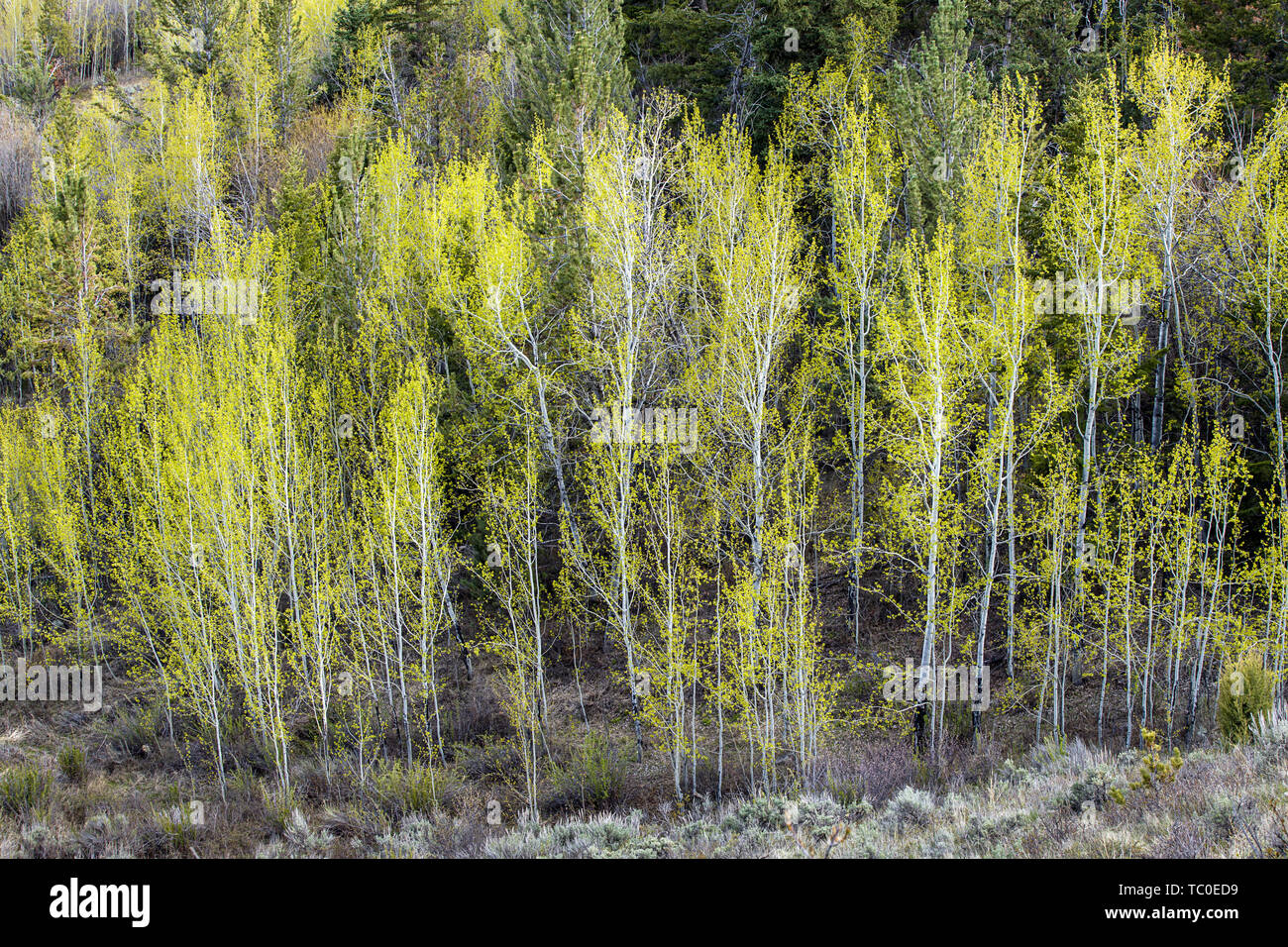 Aspen trees bark hi-res stock photography and images - Alamy