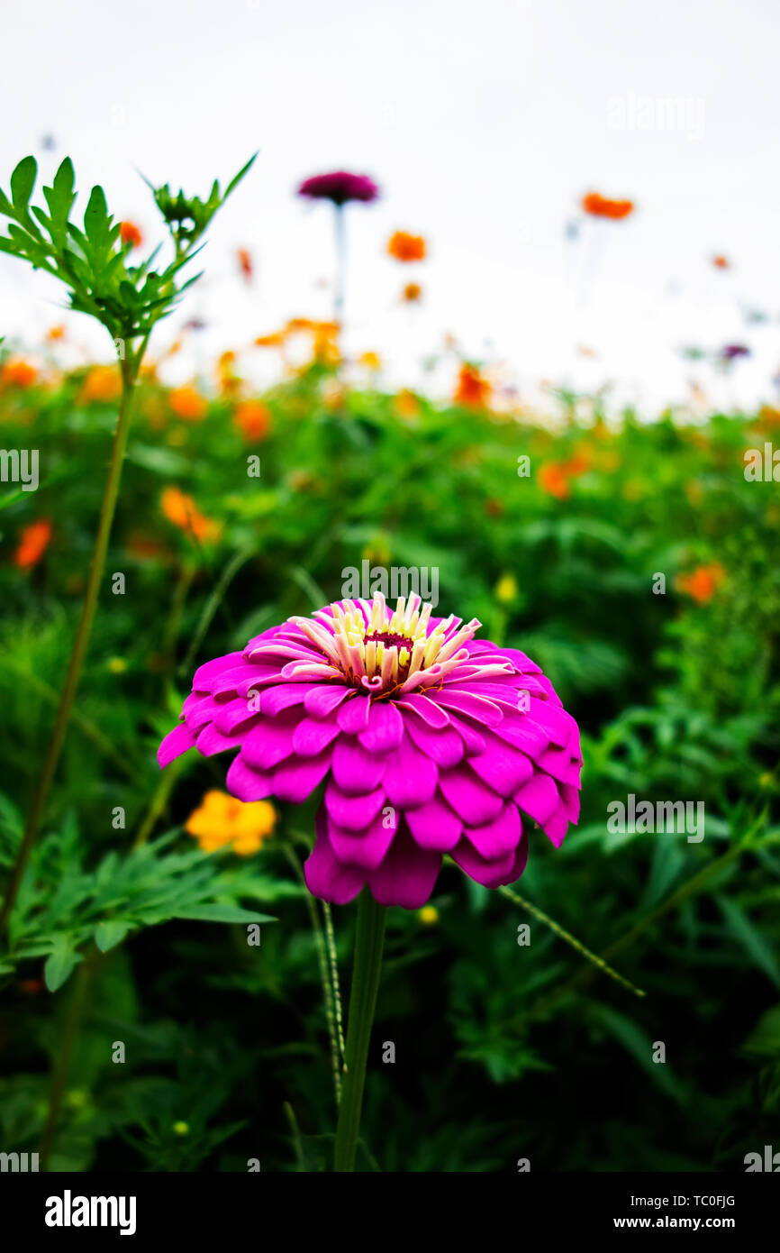 Beautiful Gesang Flowers High Resolution Stock Photography and Images ...