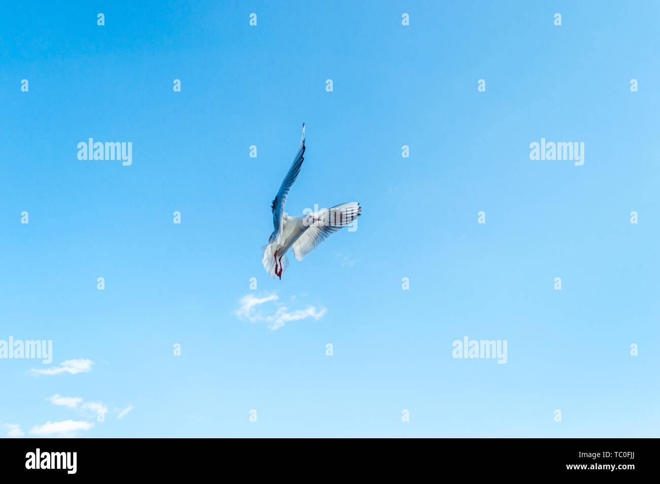 Erhai seagulls hi-res stock photography and images - Alamy