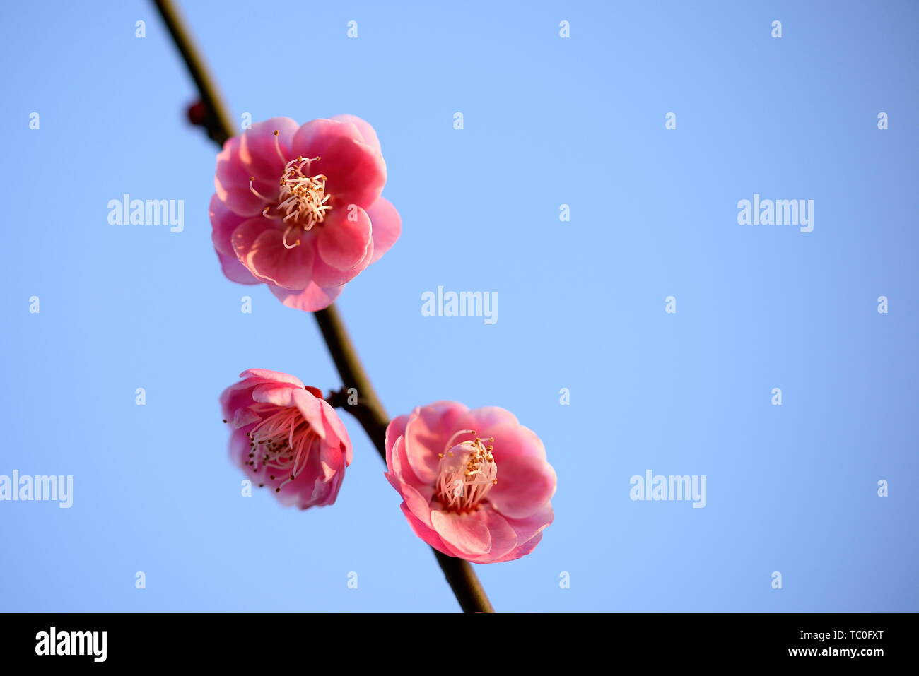 Pink spring plum blossom Stock Photo - Alamy