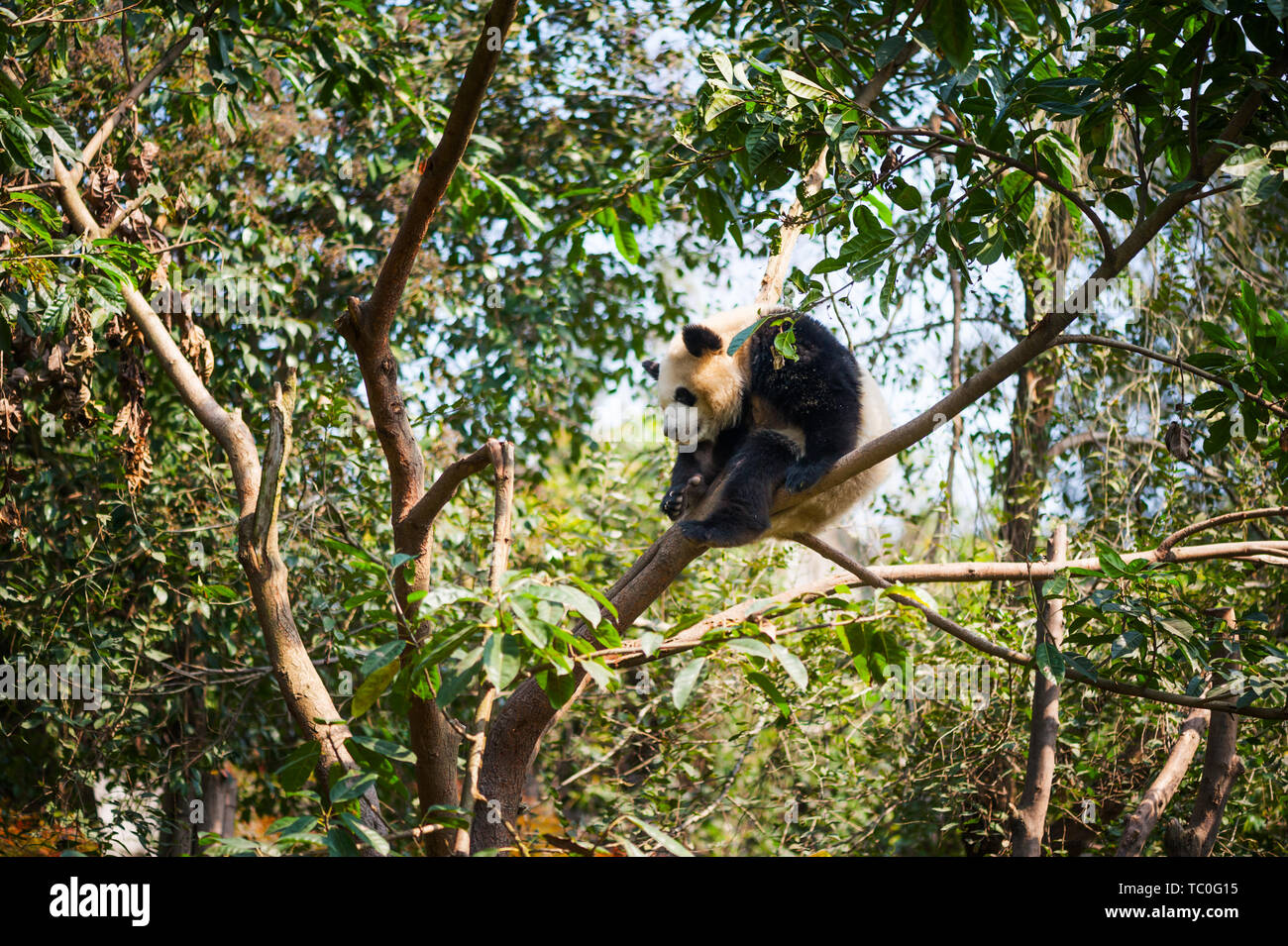 The panda is in the tree Stock Photo - Alamy