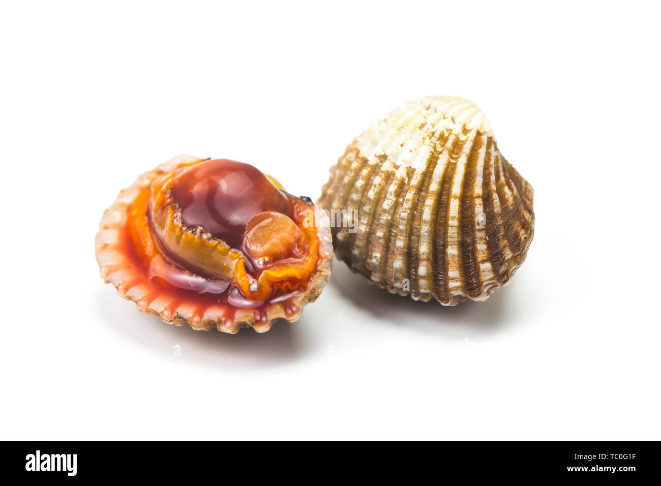 Blood cockle hi-res stock photography and images - Alamy